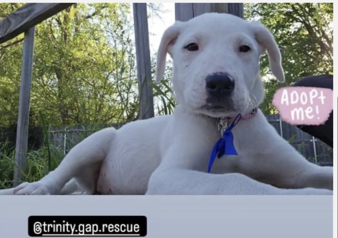 Dog for Adoption - Posh, a Hound in Rockwall County, TX | Alpha Paw