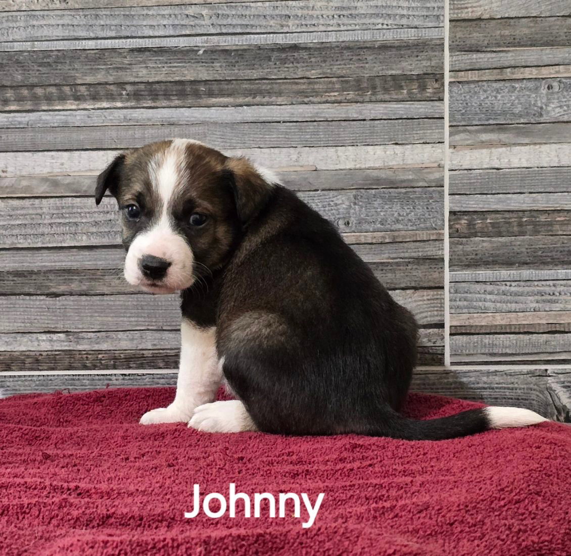 Dog for Adoption - Johnny Cash, a Terrier in Rockwall County, TX ...