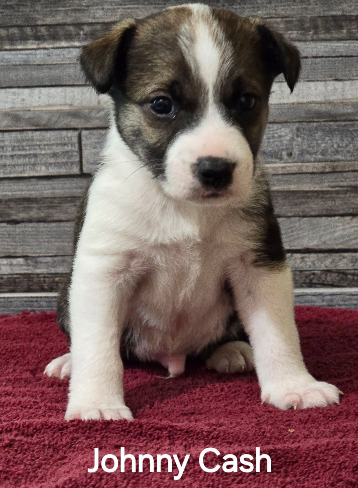 Dog for Adoption - Johnny Cash, a Terrier in Rockwall County, TX ...