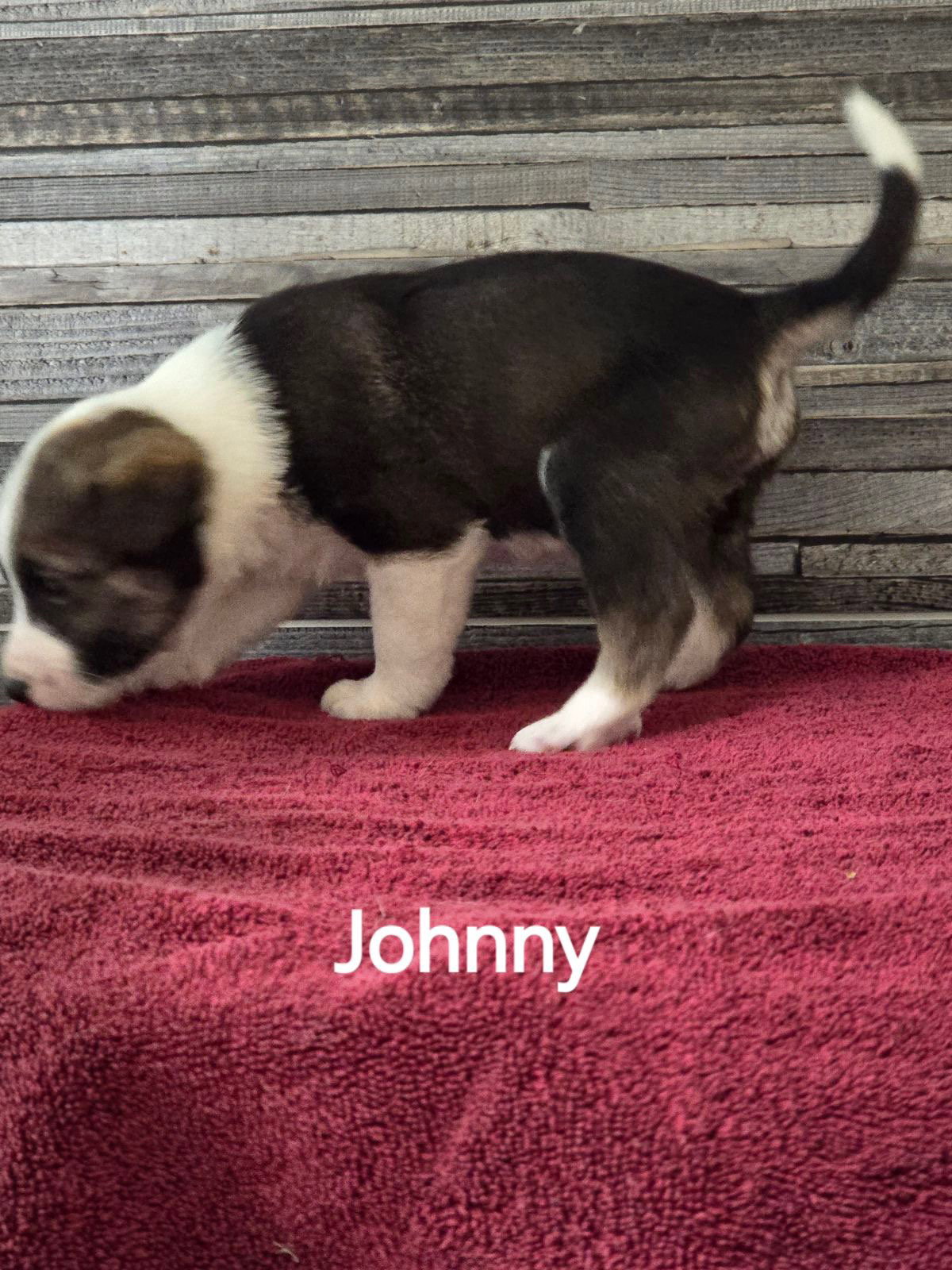 Dog for Adoption - Johnny Cash, a Terrier in Rockwall County, TX ...