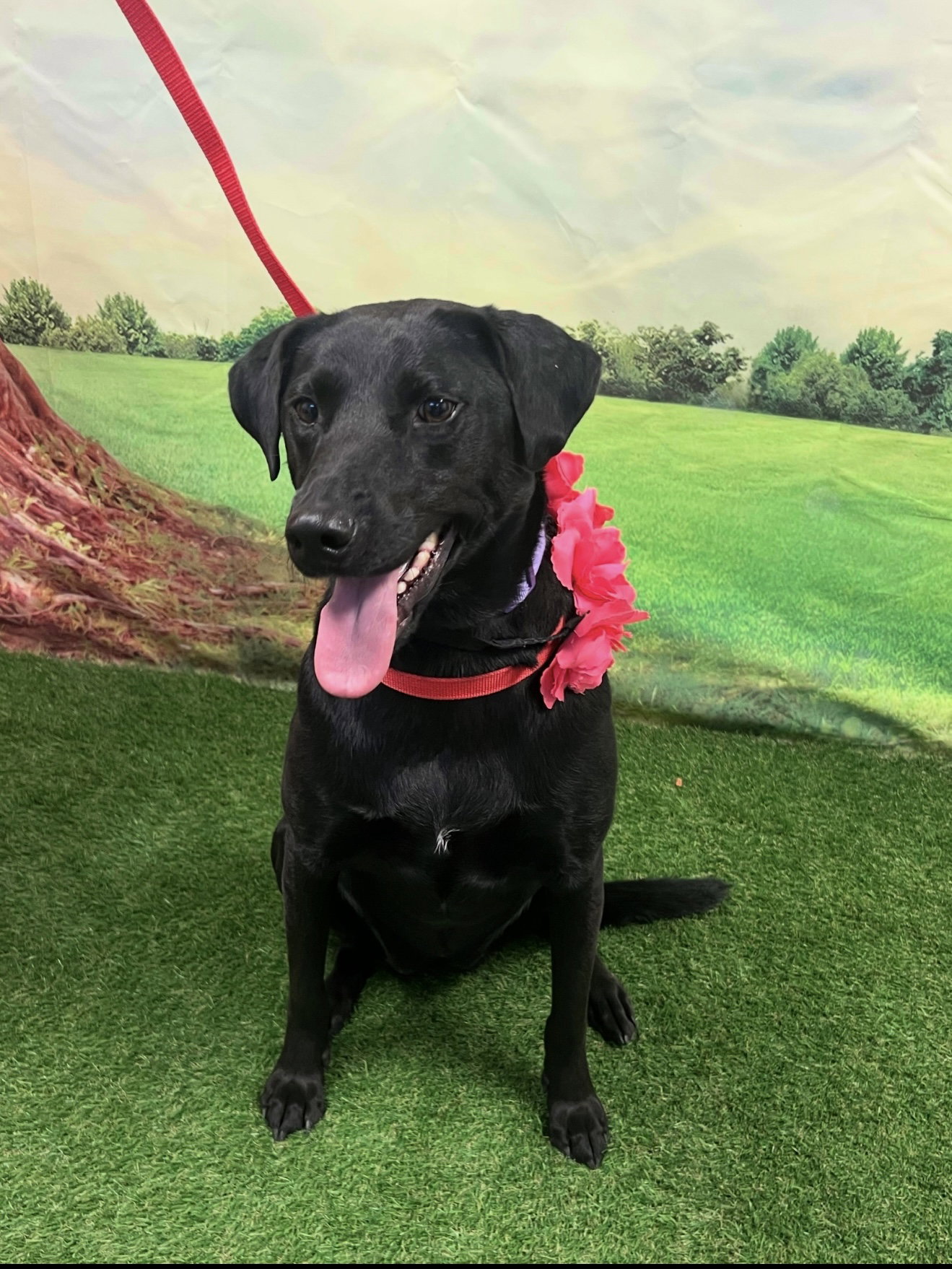 Dog for Adoption - Nellie, a Black Labrador Retriever in Pilot Point ...