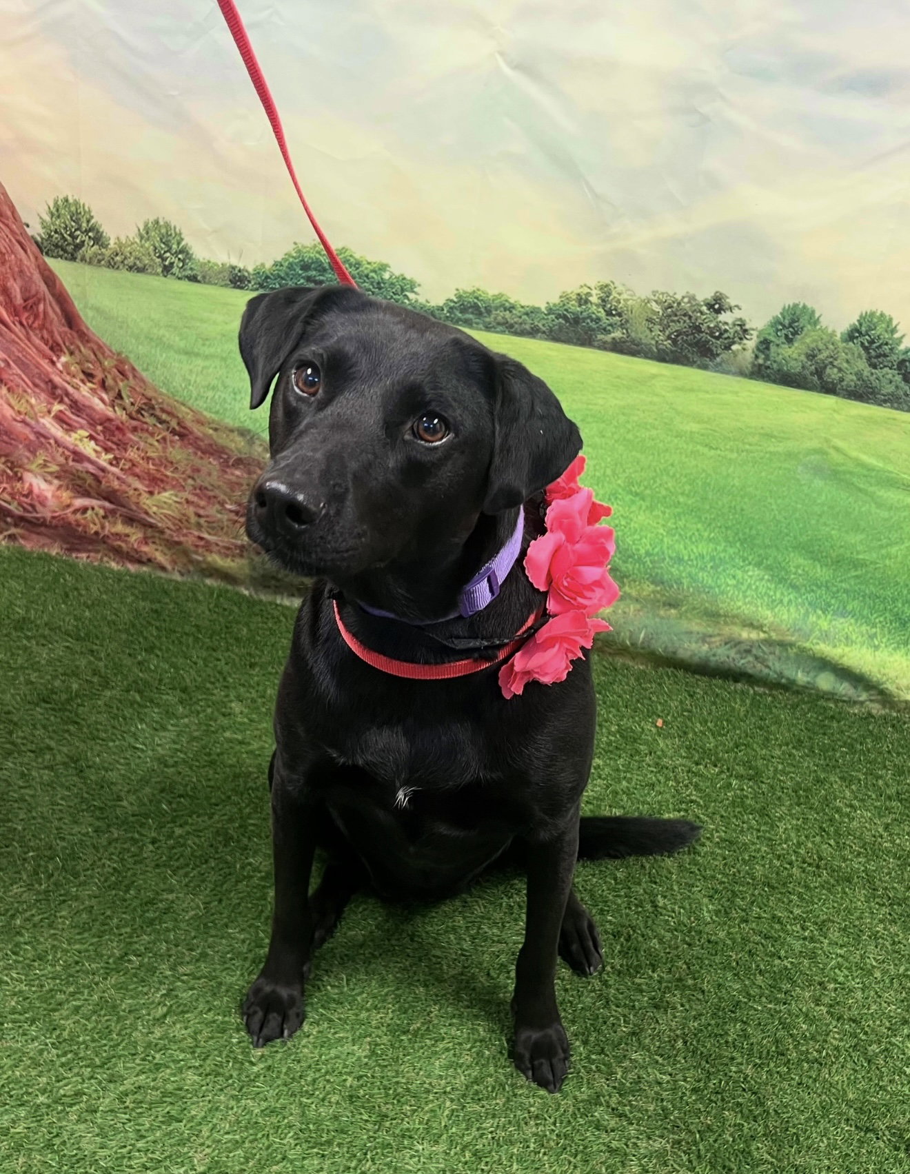 Dog for Adoption - Nellie, a Black Labrador Retriever in Pilot Point ...