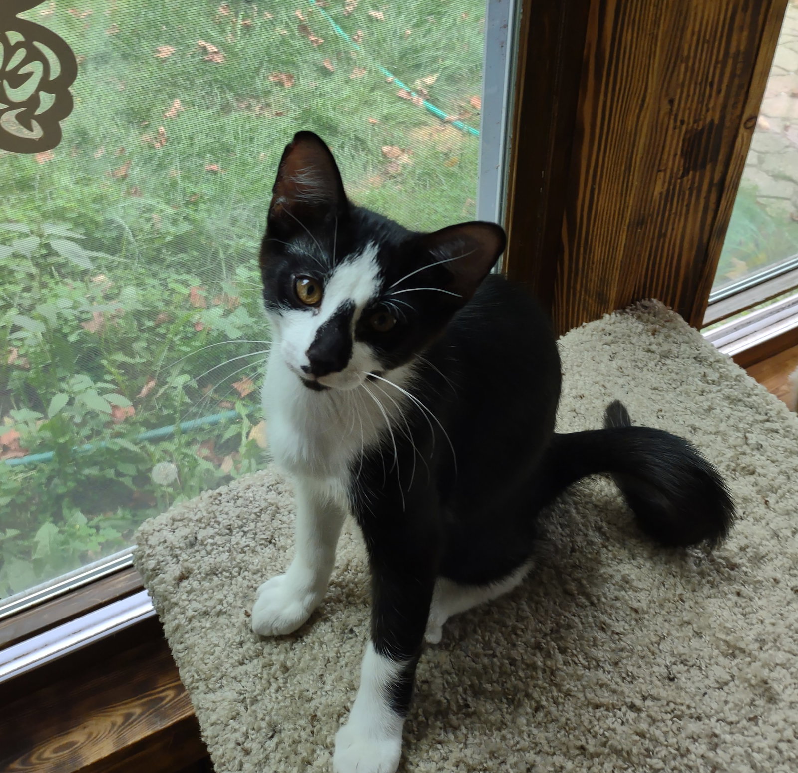 Cats for Adoption in Charlevoix, Michigan | Alpha Paw