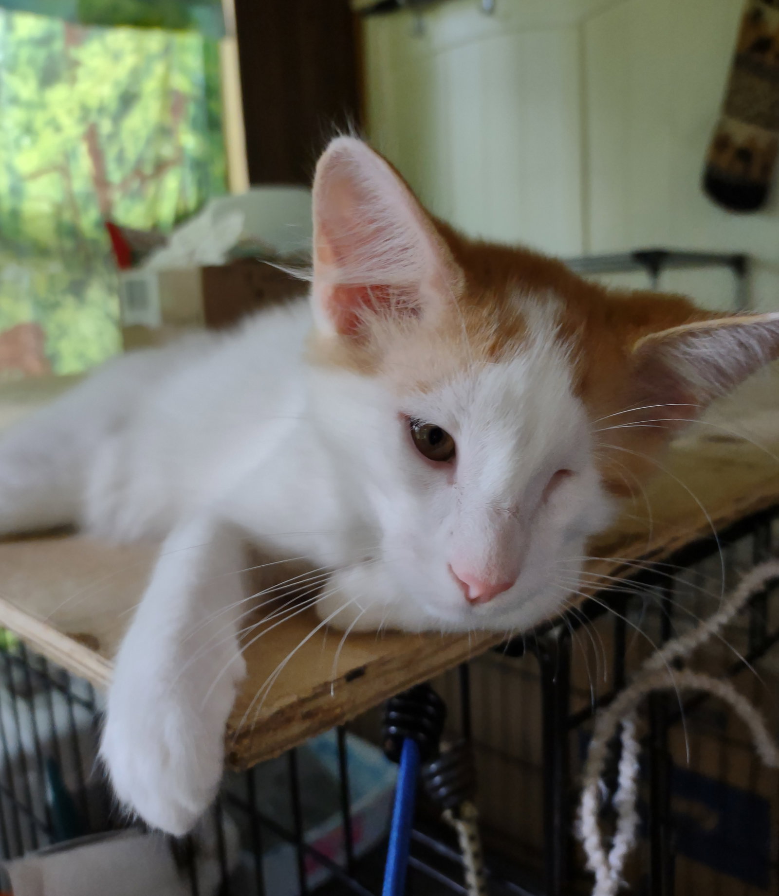 Cats for Adoption in Charlevoix, Michigan | Alpha Paw