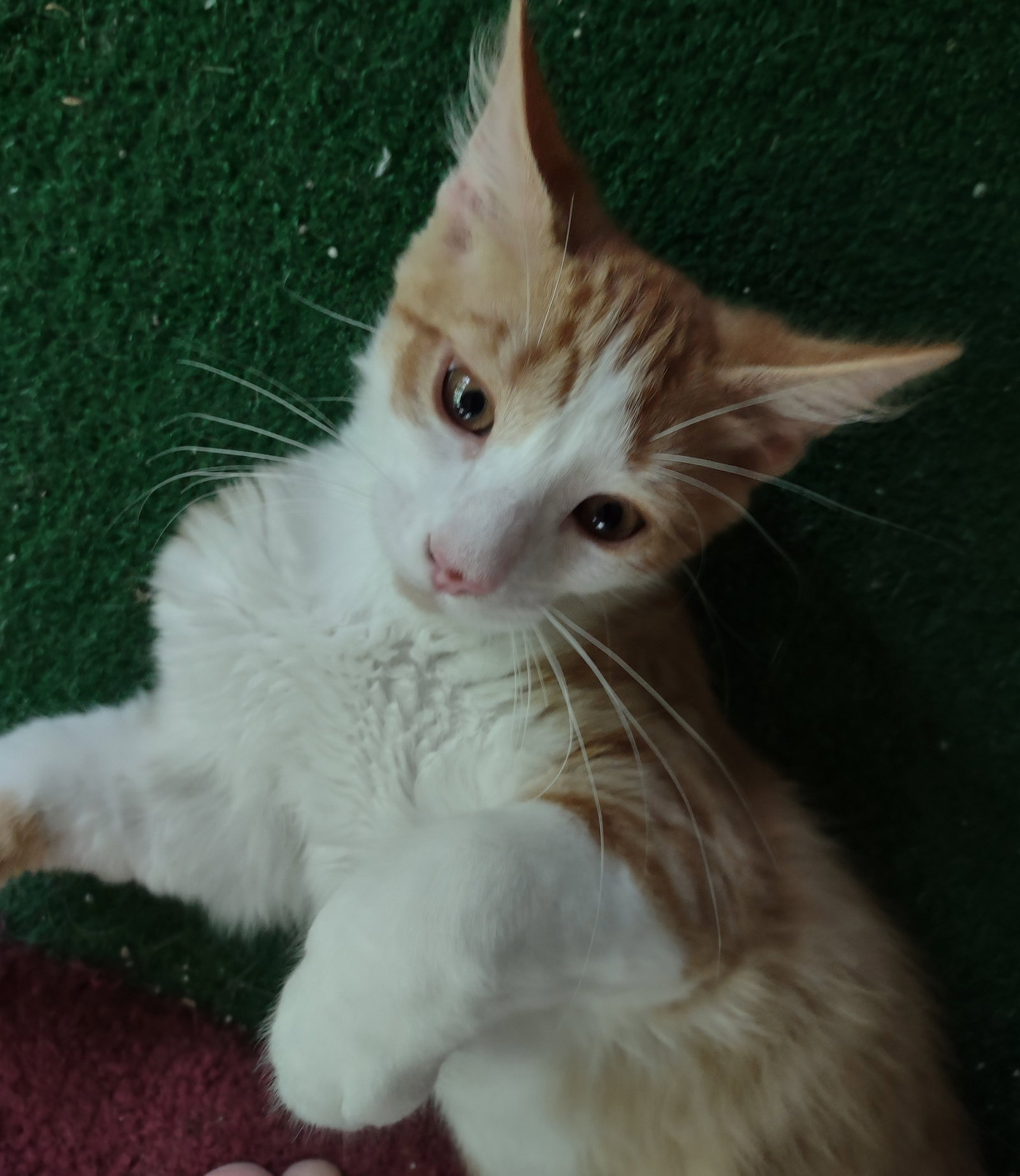 Cats for Adoption in Petoskey, Michigan | Alpha Paw