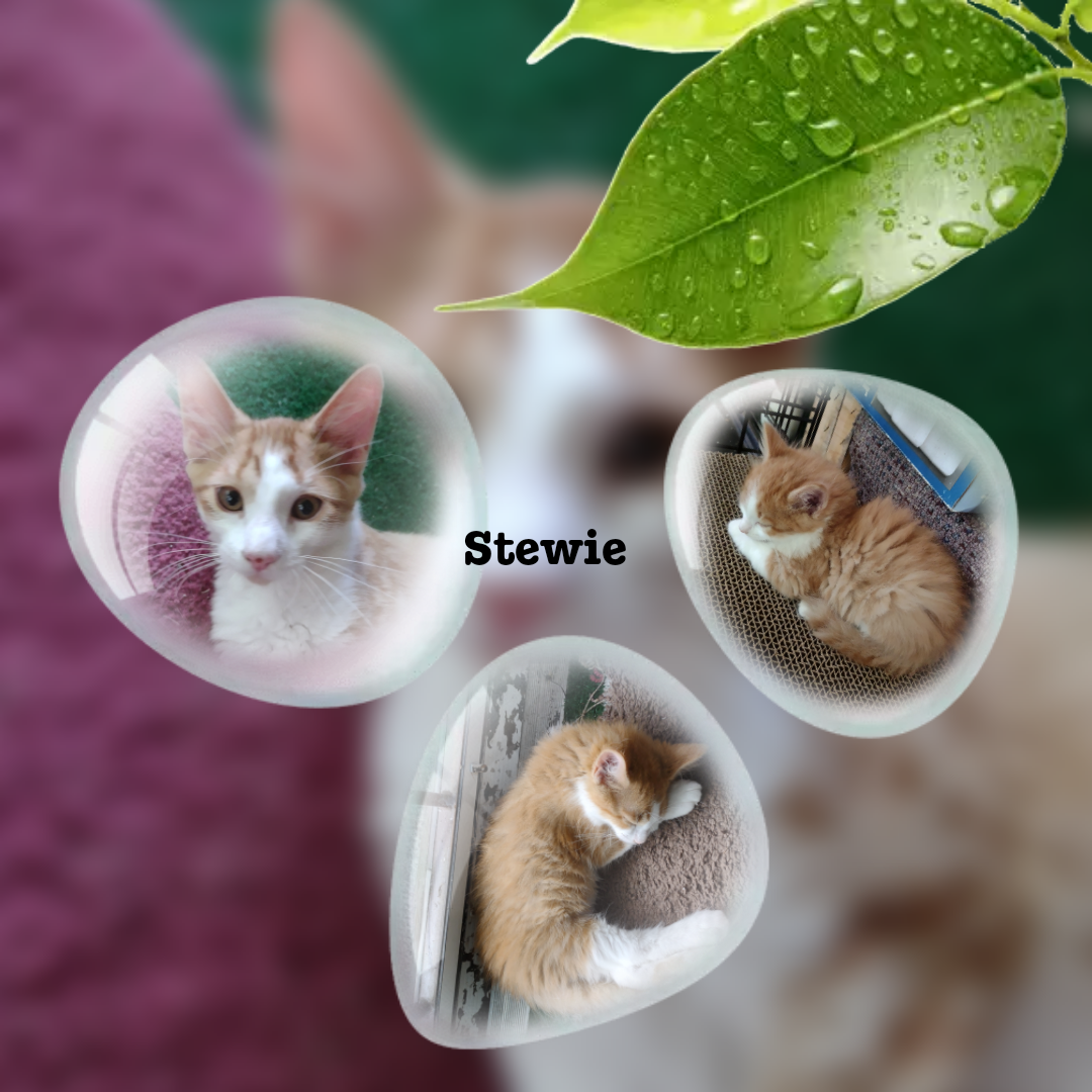 Cats for Adoption in Petoskey, Michigan | Alpha Paw