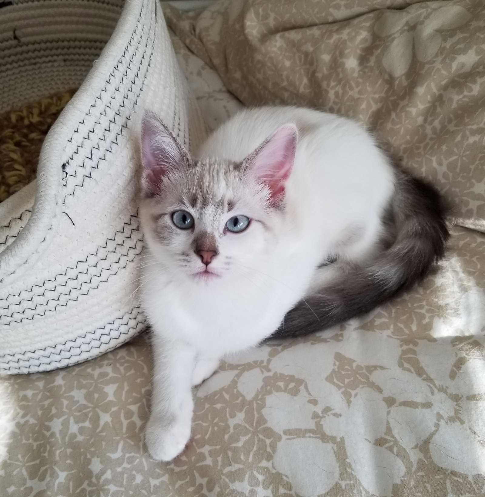 Cats for Adoption in Petoskey, Michigan | Alpha Paw
