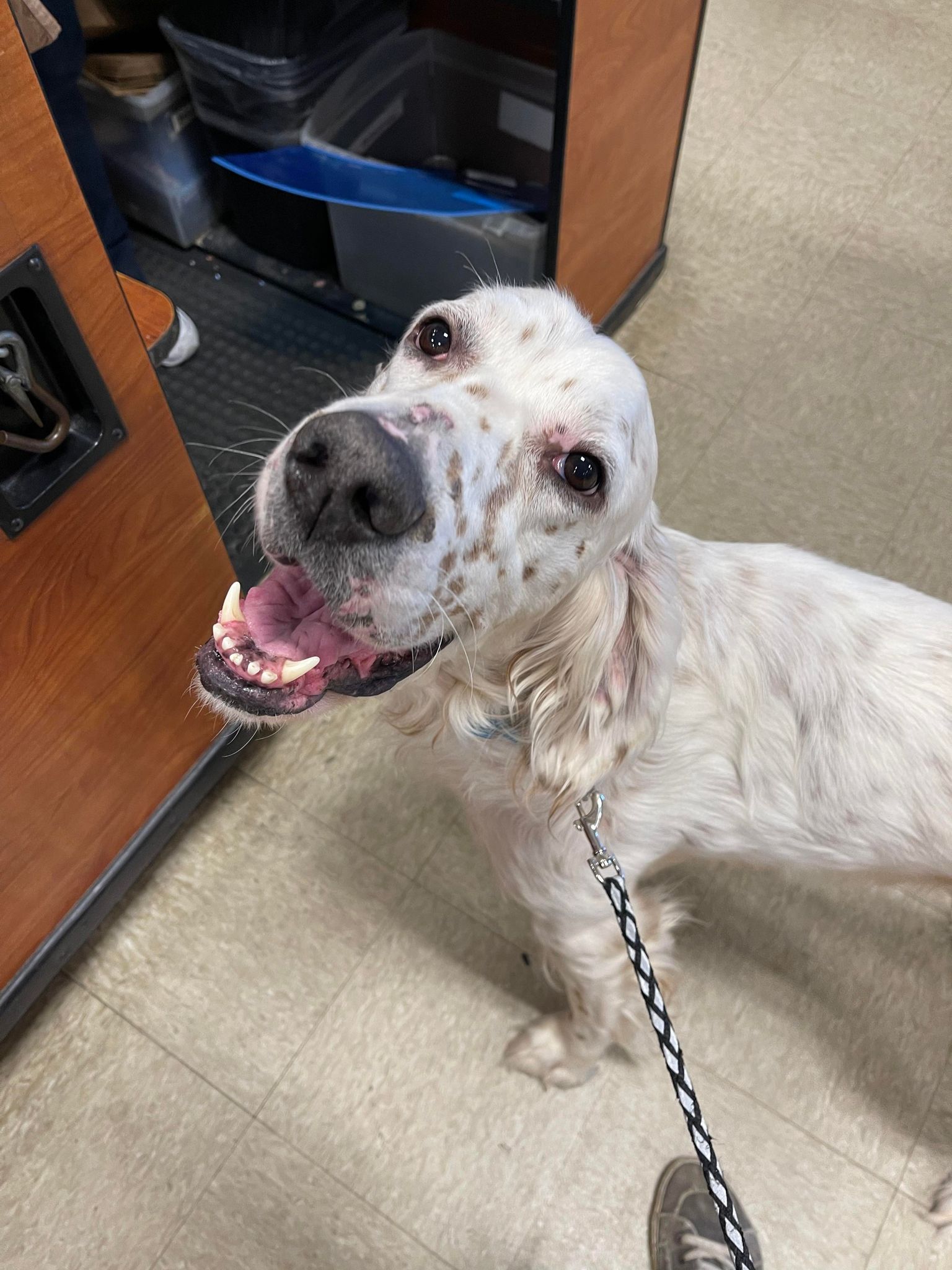 Dog for Adoption - Hank, a English Setter in Gaylord, MI | Alpha Paw