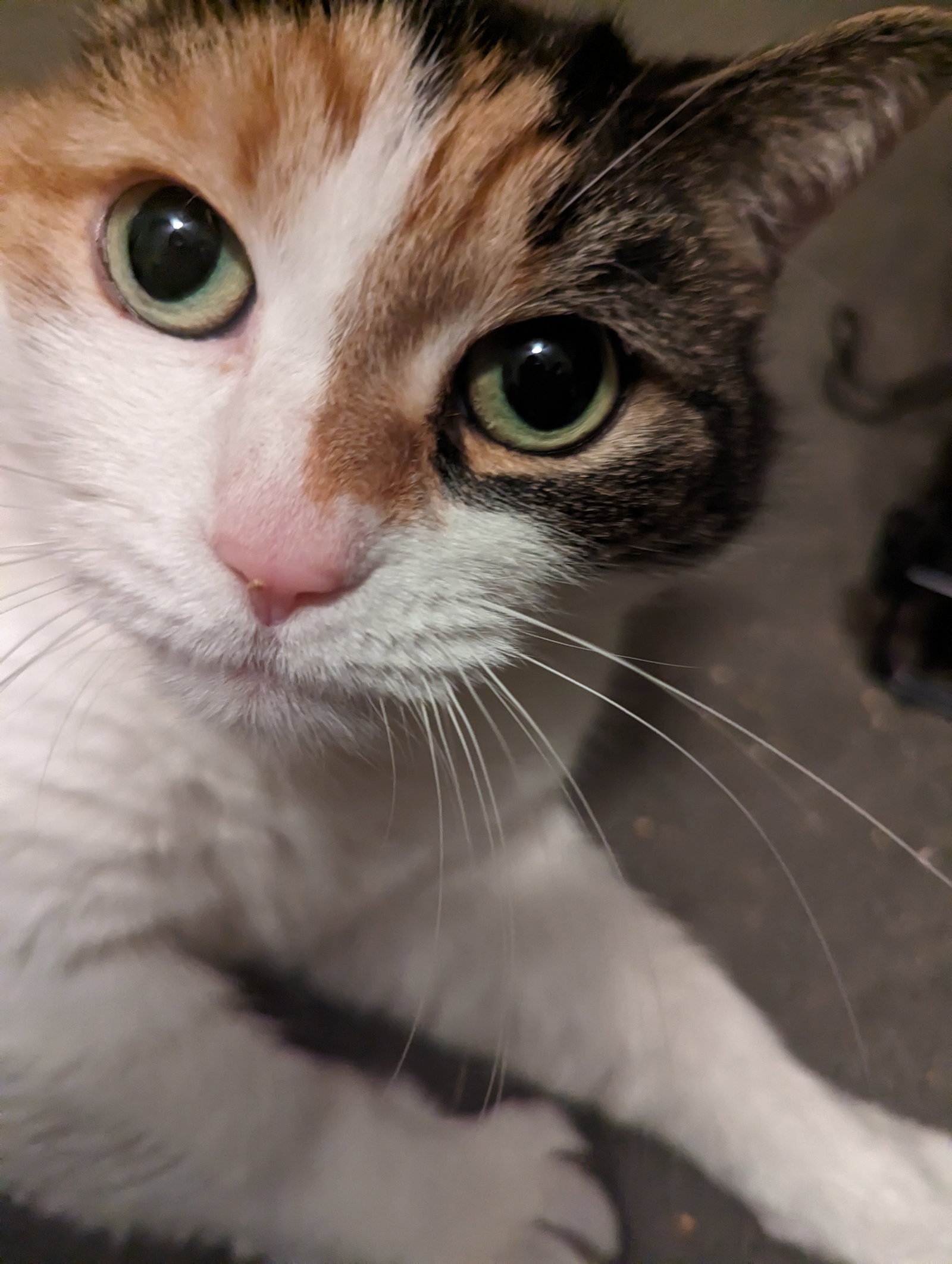 Cats for Adoption in Greilickville, Michigan | Alpha Paw