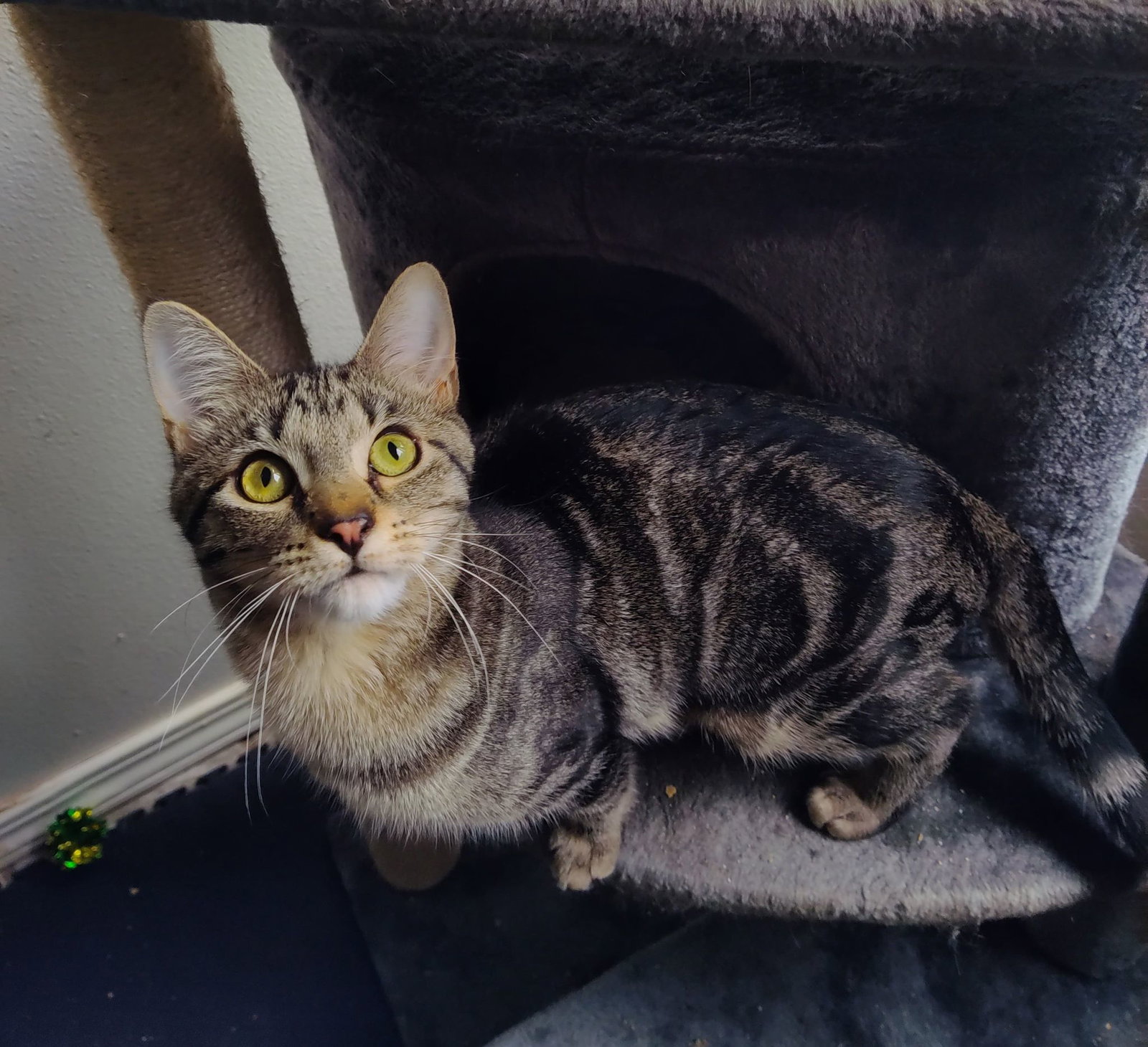 Cats for Adoption in Sequim, Washington | Alpha Paw