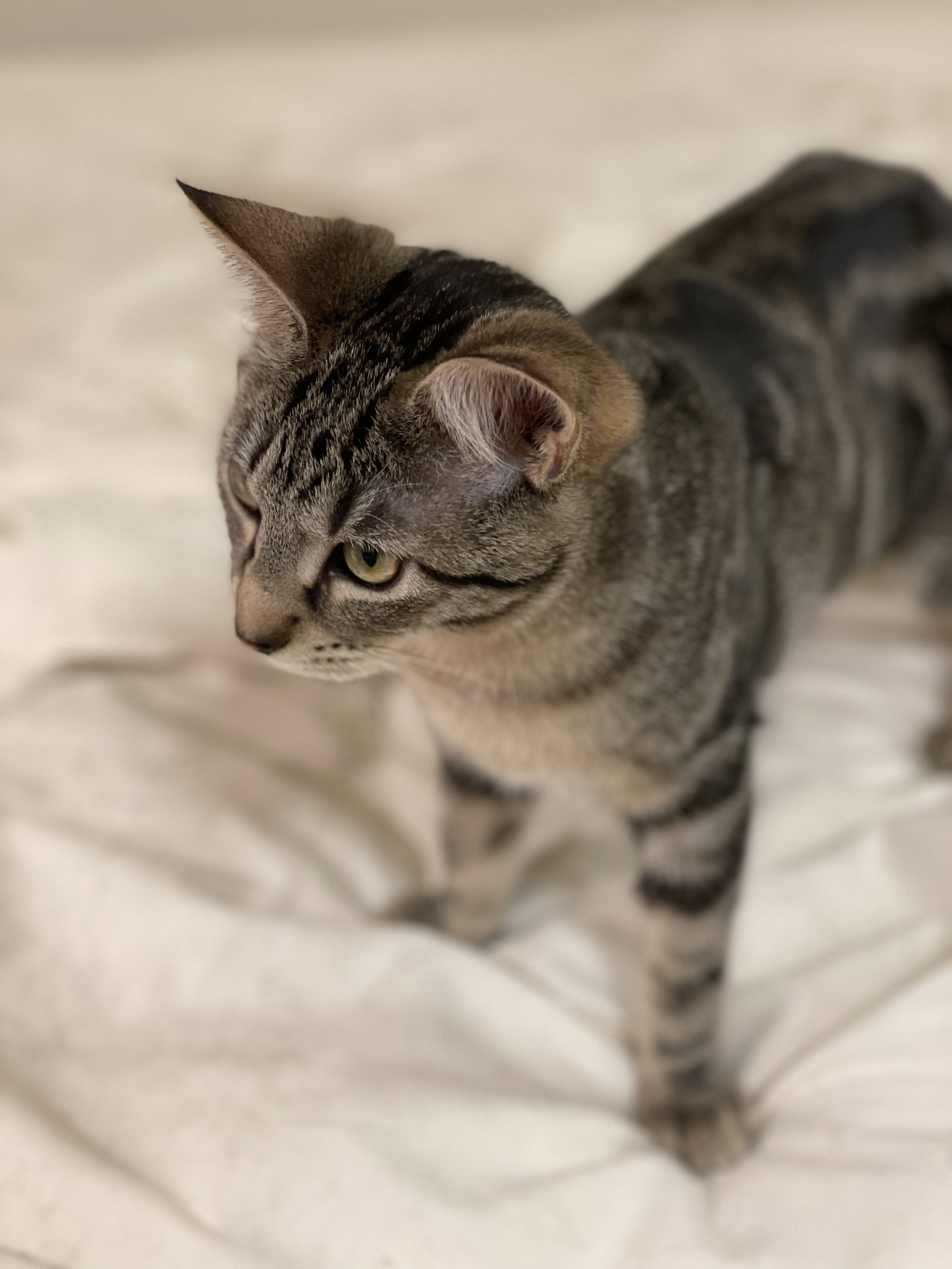 Cats for Adoption in Sequim, Washington | Alpha Paw