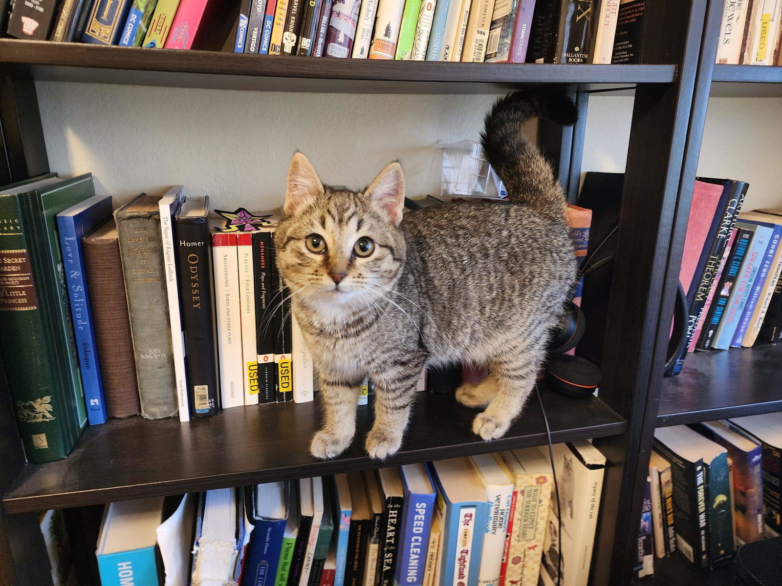 Cats for Adoption in Sequim, Washington | Alpha Paw