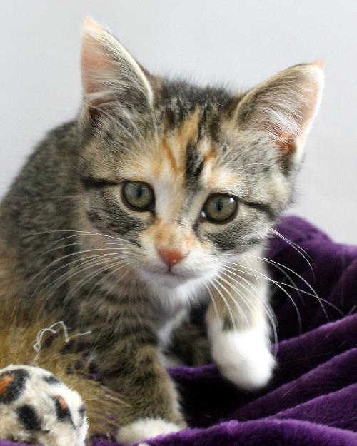Torbi kitten's Web Page