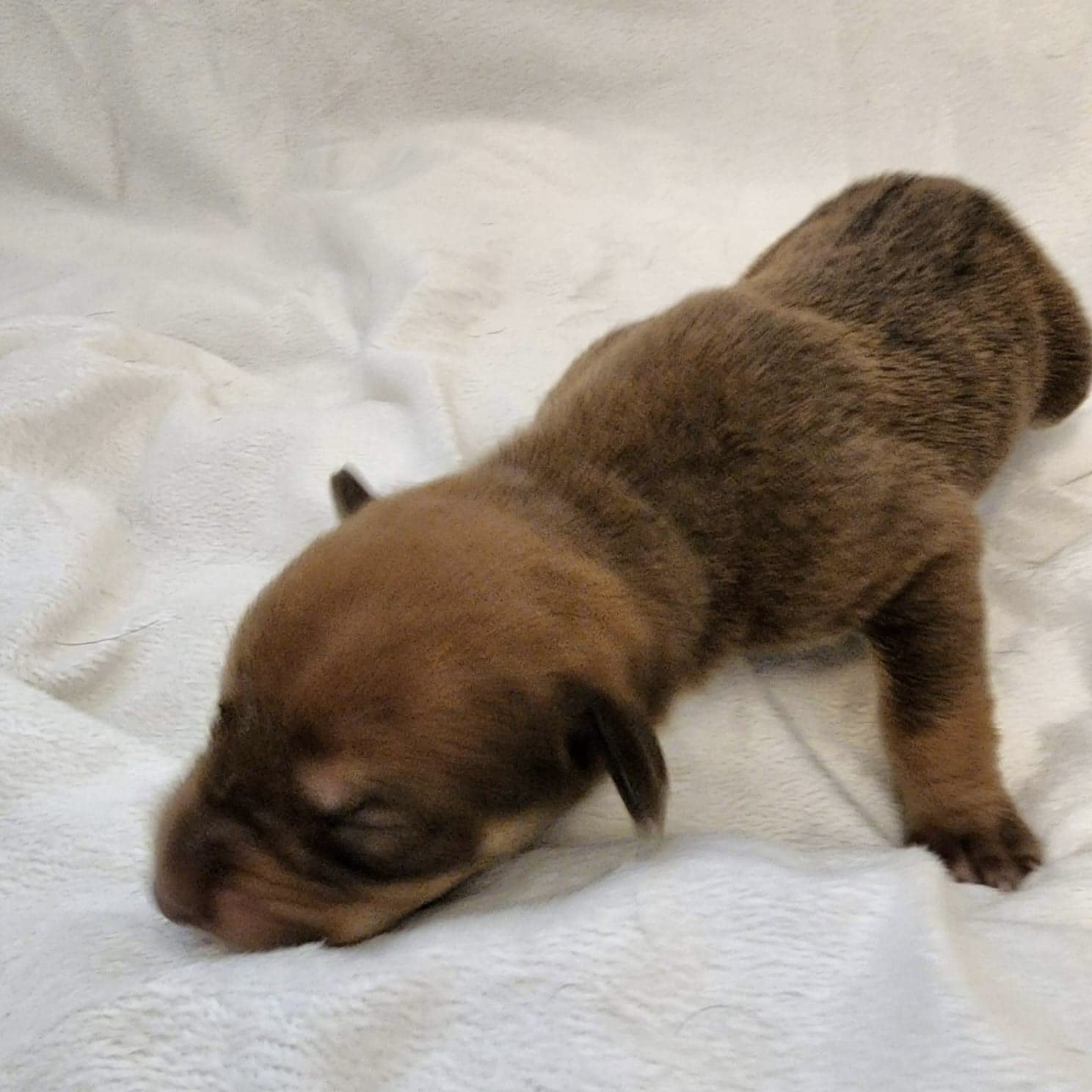 Dog for Adoption - Tanner, a Labrador Retriever in Bismarck, ND | Alpha Paw