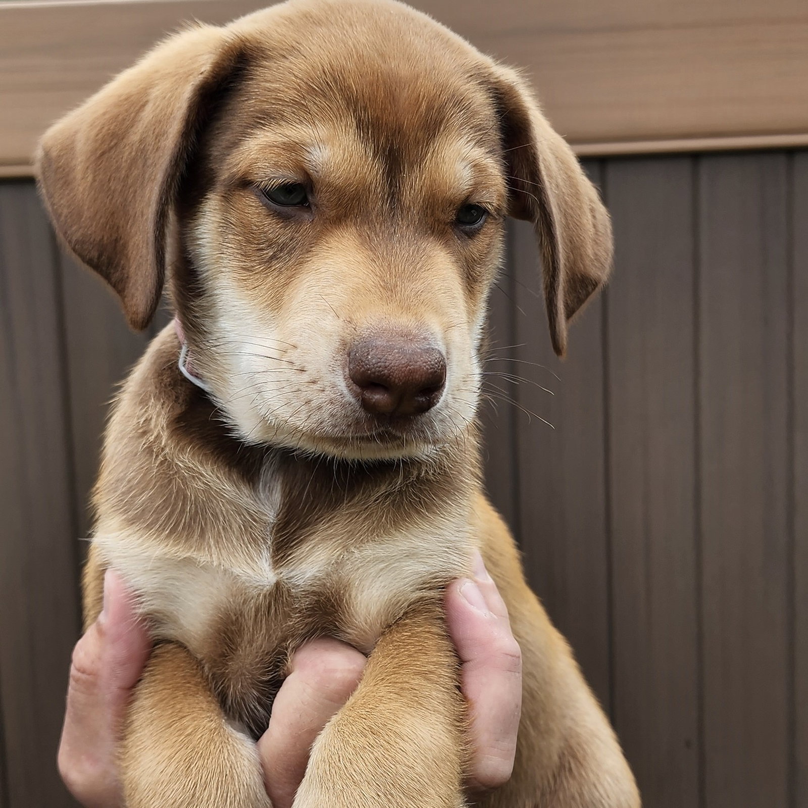 Dog for Adoption - Tanner, a Labrador Retriever in Bismarck, ND | Alpha Paw