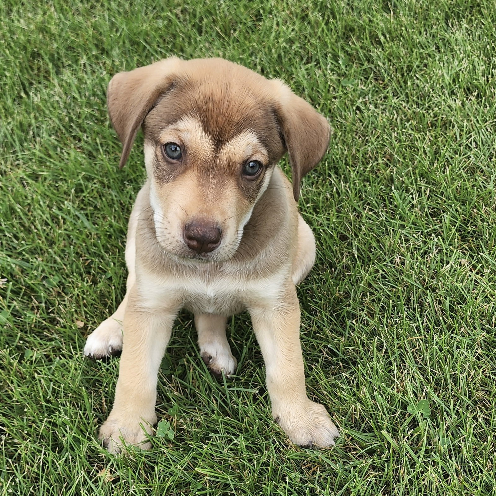 Dog for Adoption - Tanner, a Labrador Retriever in Bismarck, ND | Alpha Paw