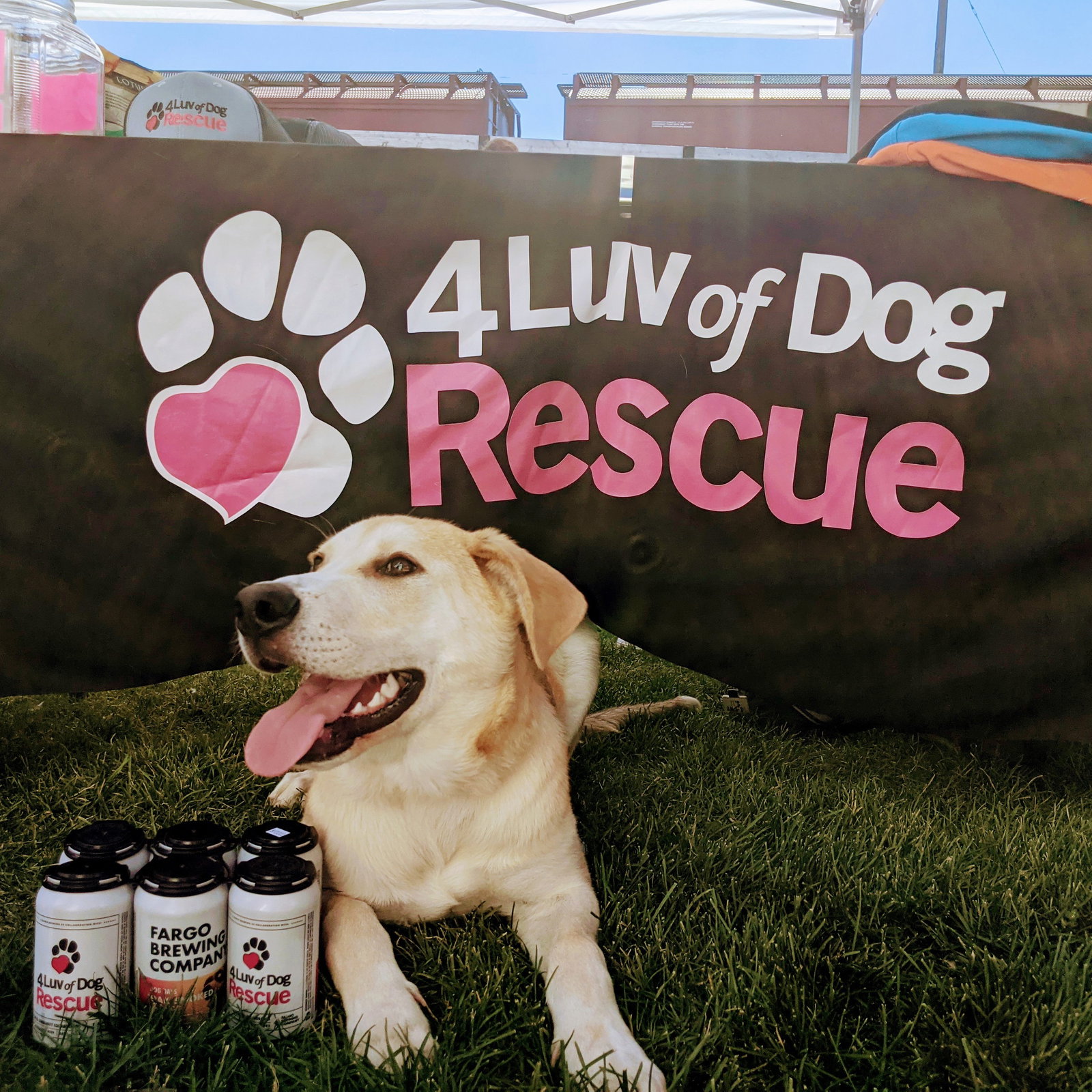Dog for Adoption - Michael, a Labrador Retriever in Fargo, ND | Alpha Paw