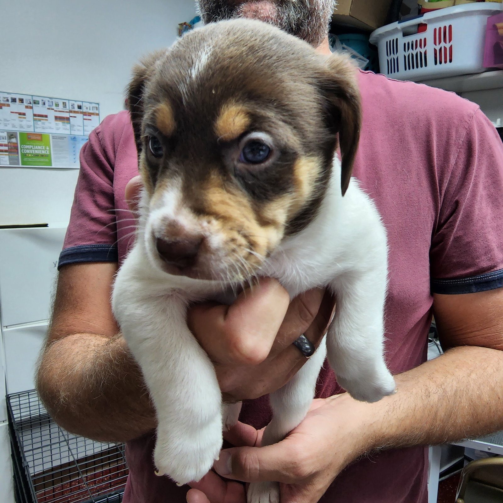 Dog for Adoption - Sarah, a Border Collie in Fargo, ND | Alpha Paw