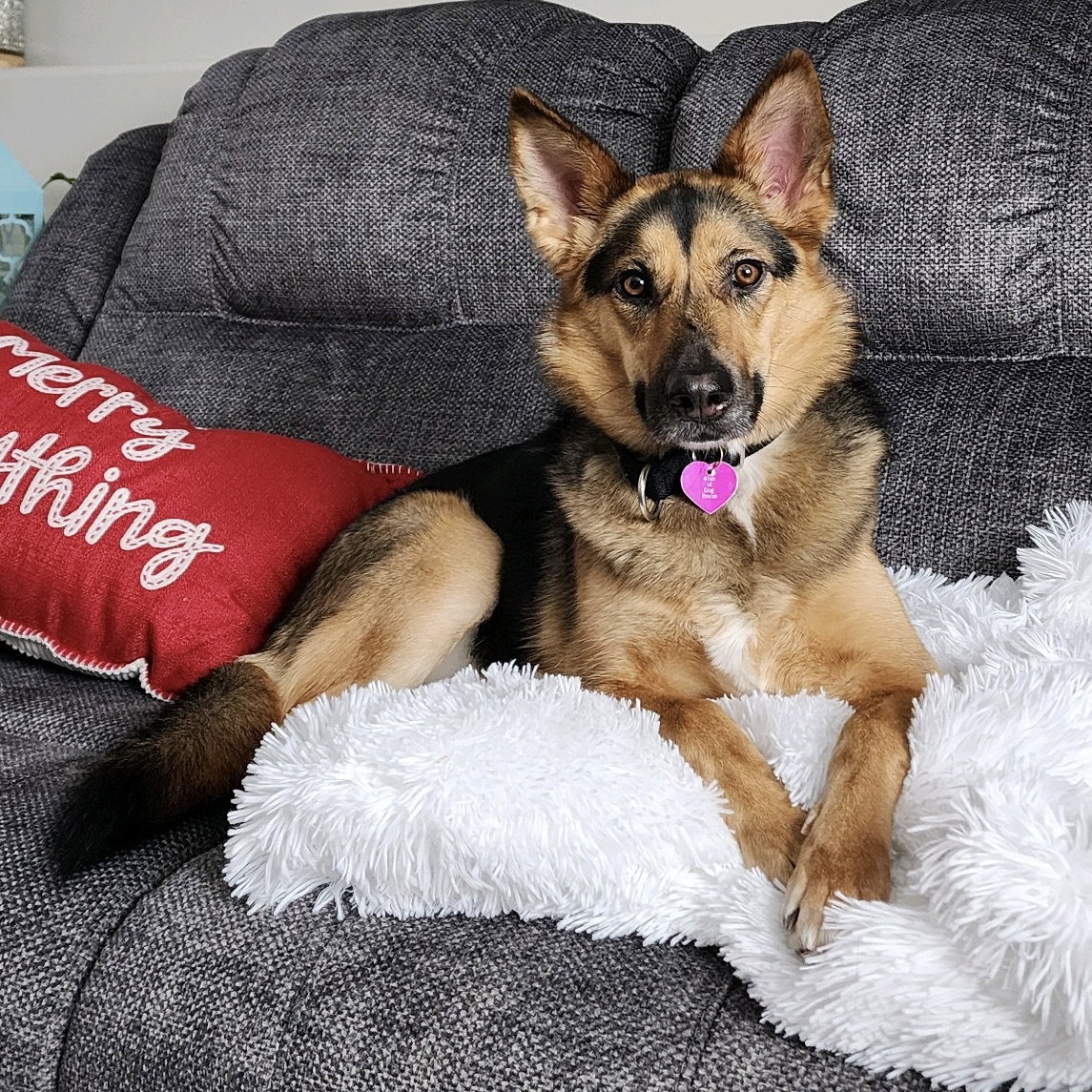 Dog for Adoption - Monarch, a German Shepherd Dog in Fargo, ND | Alpha Paw