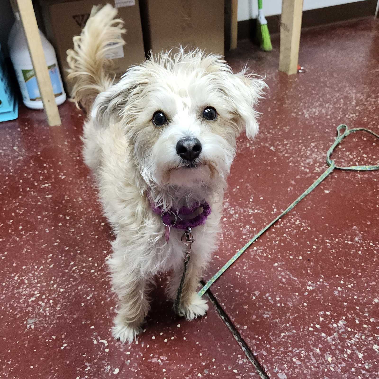 Dog for Adoption - Cully, a Yorkshire Terrier Yorkie in Fargo, ND ...