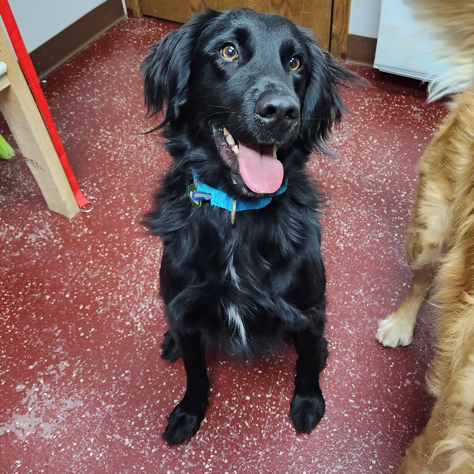 Dog for Adoption - Brodee, a Golden Retriever in Fargo, ND | Alpha Paw