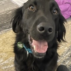 Dog for Adoption - Brodee, a Golden Retriever in Fargo, ND | Alpha Paw