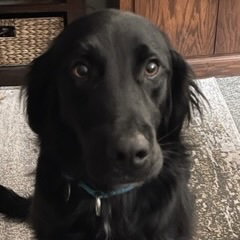 Dog for Adoption - Brodee, a Golden Retriever in Fargo, ND | Alpha Paw