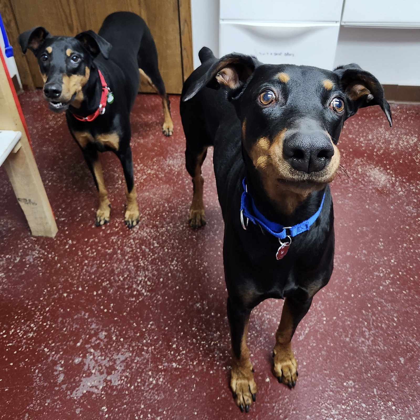 Dog for Adoption - Dory and Marlin - Bonded Pair, a Doberman Pinscher ...