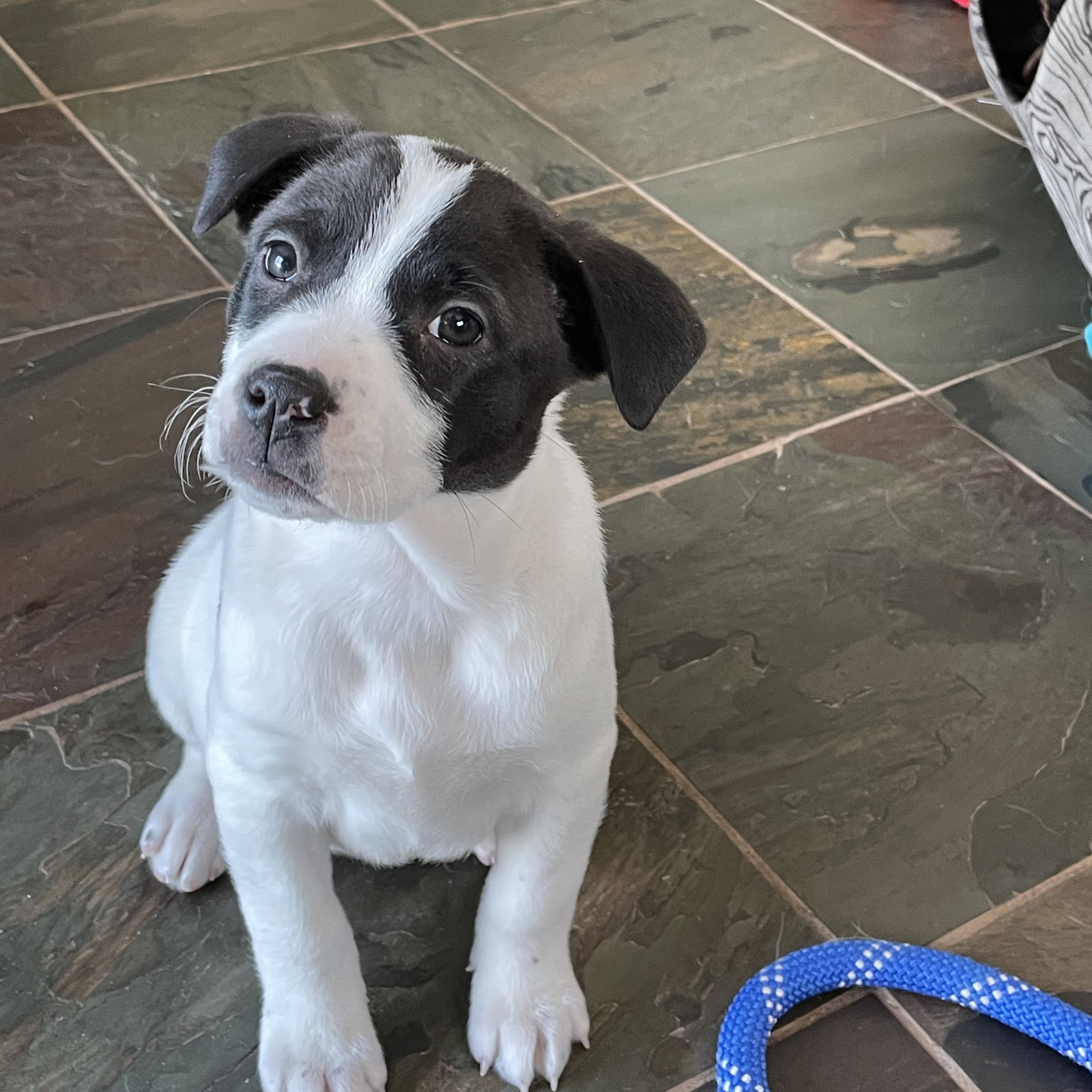 Dog for Adoption - Lotte, a Pit Bull Terrier in Fargo, ND | Alpha Paw