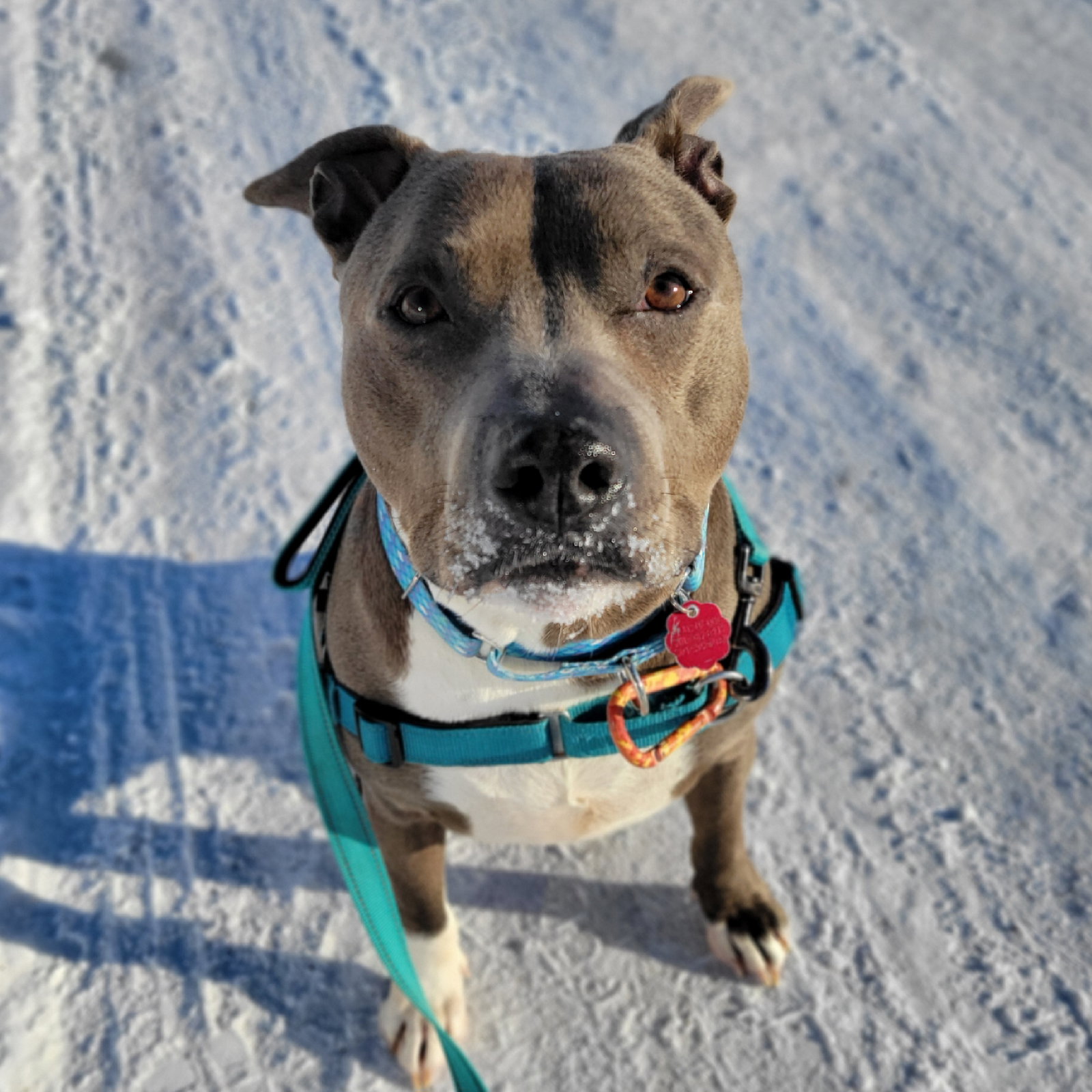 Dog for Adoption - Billiard, a Pit Bull Terrier in Fargo, ND | Alpha Paw