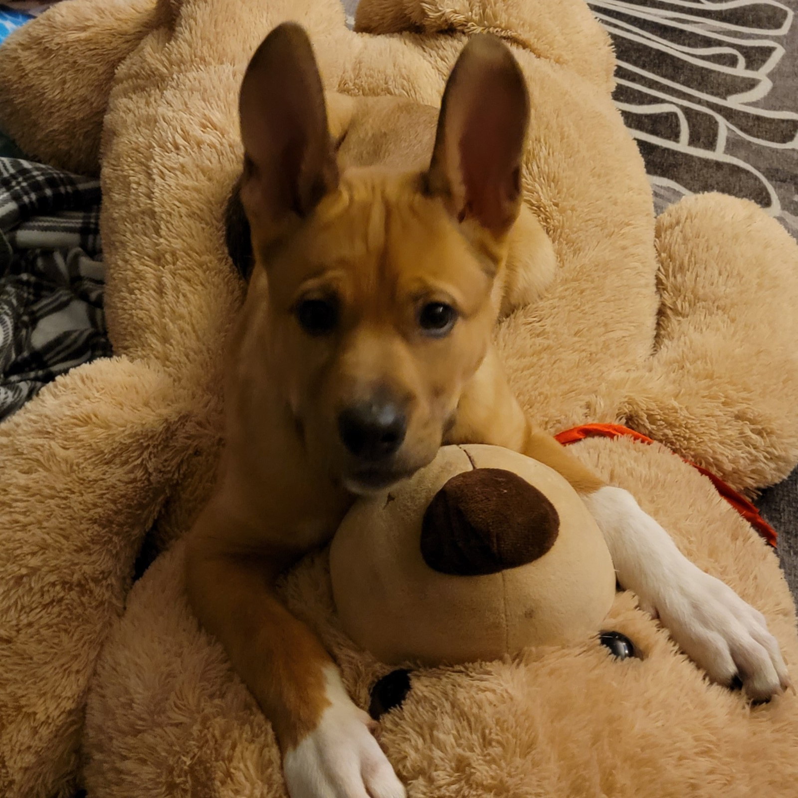 Dog for Adoption - Posey, a French Bulldog in Fargo, ND | Alpha Paw
