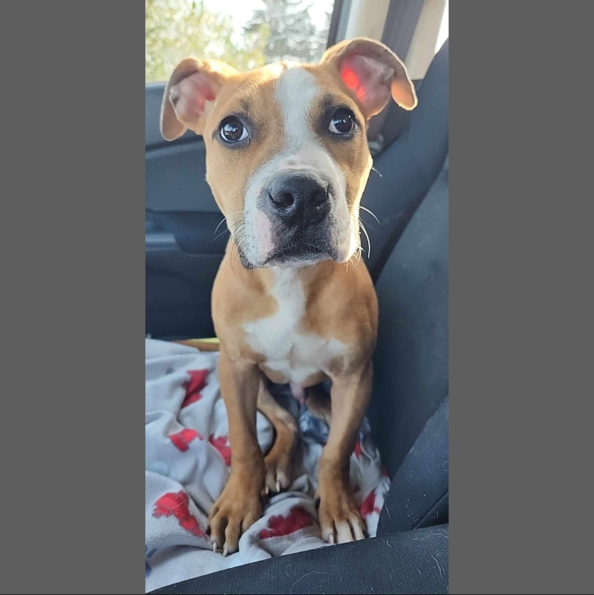 Dog for Adoption - Miso, a Pit Bull Terrier in Mayville, ND | Alpha Paw
