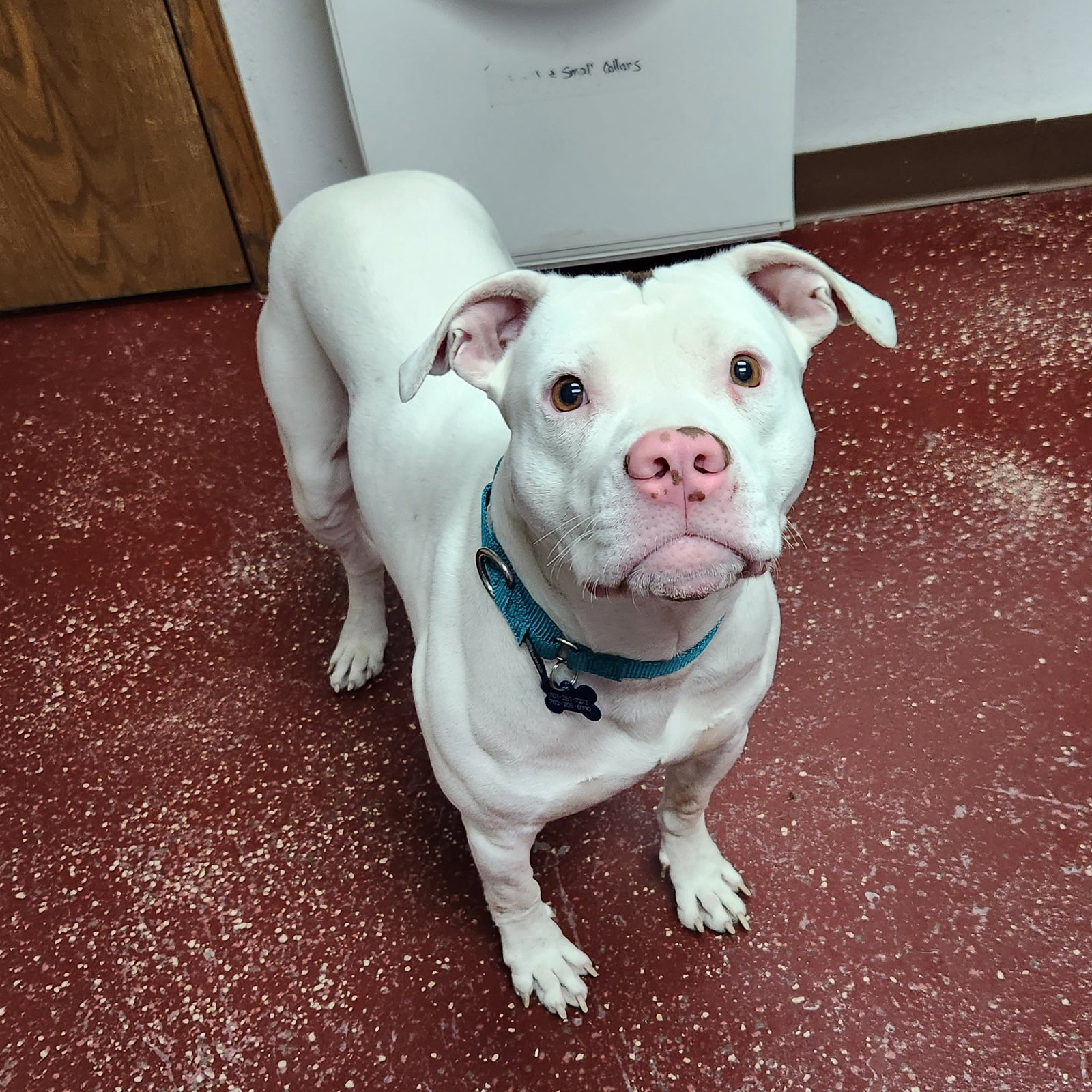 Dog for Adoption - Quartz, a Pit Bull Terrier in Moorhead, MN | Alpha Paw