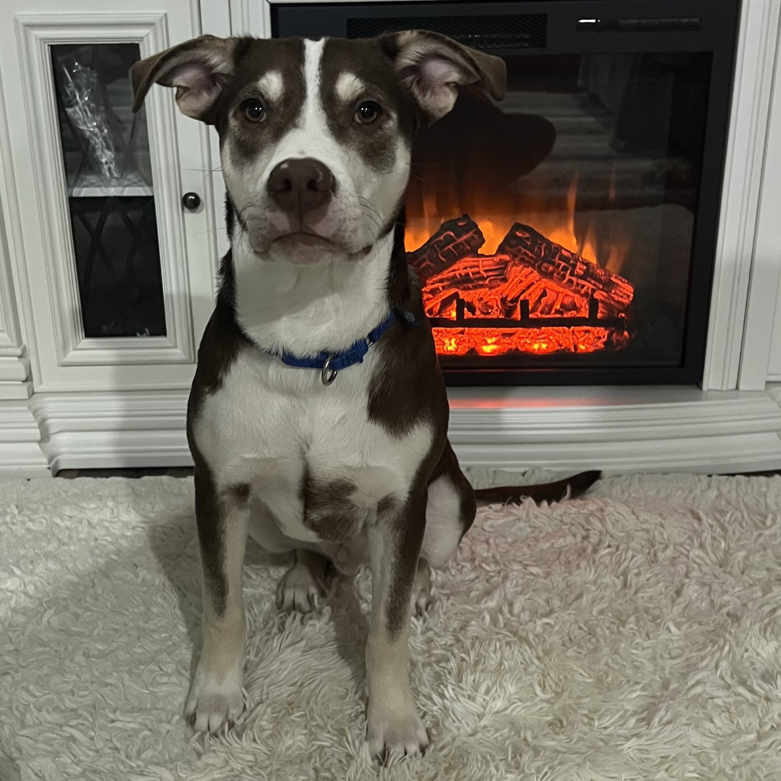 Dog adoption in Fargo, ND 58106: Husky / Mixed (short coat) Dog "Boston"