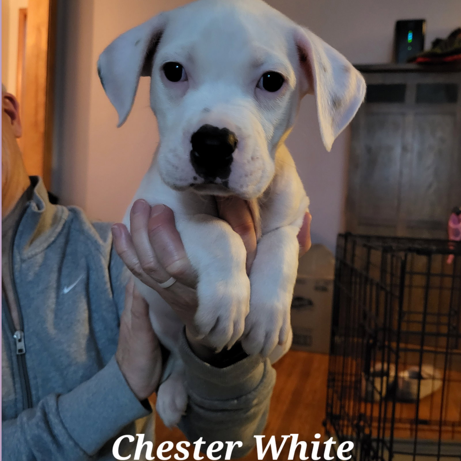 Dog for Adoption - Chester White, a Pit Bull Terrier in Fargo, ND ...
