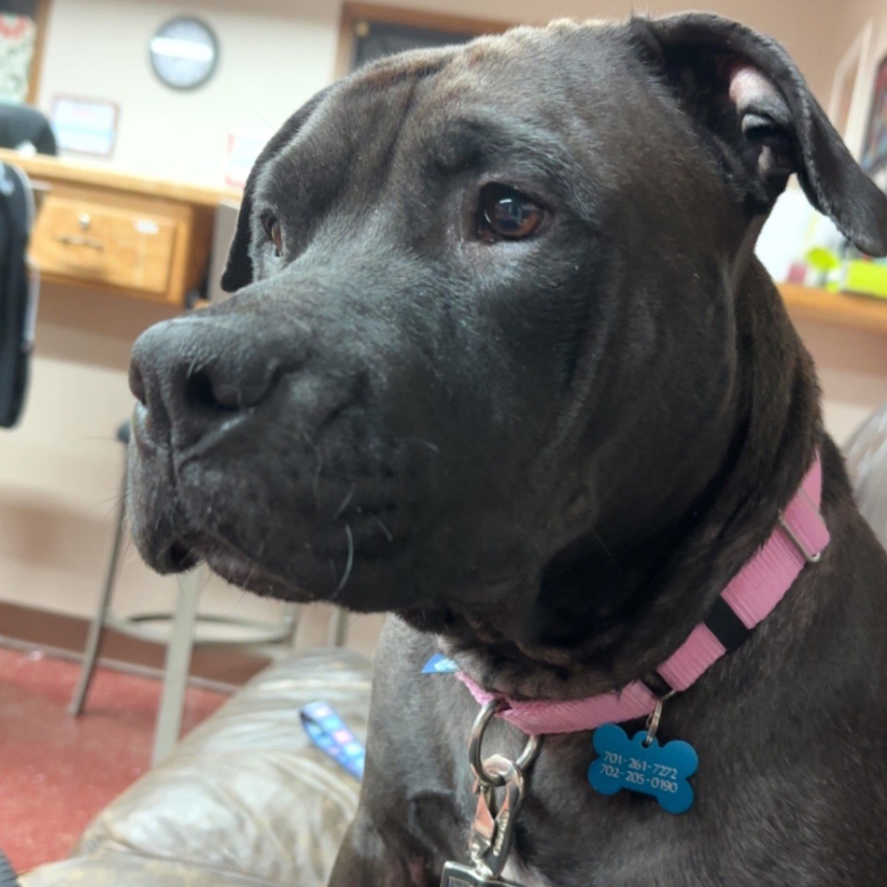 Dog for Adoption - Calliope, a Pit Bull Terrier in Fargo, ND | Alpha Paw