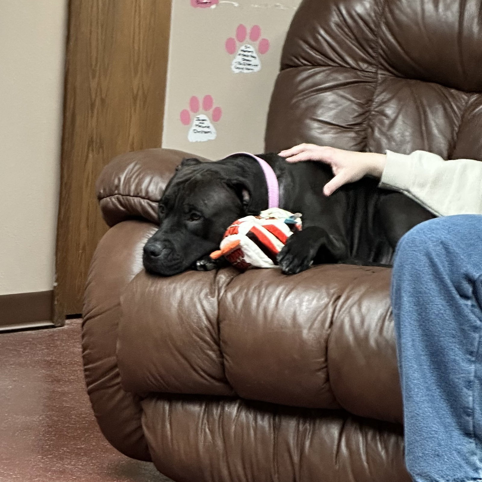 Dog for Adoption - Calliope, a Pit Bull Terrier in Fargo, ND | Alpha Paw