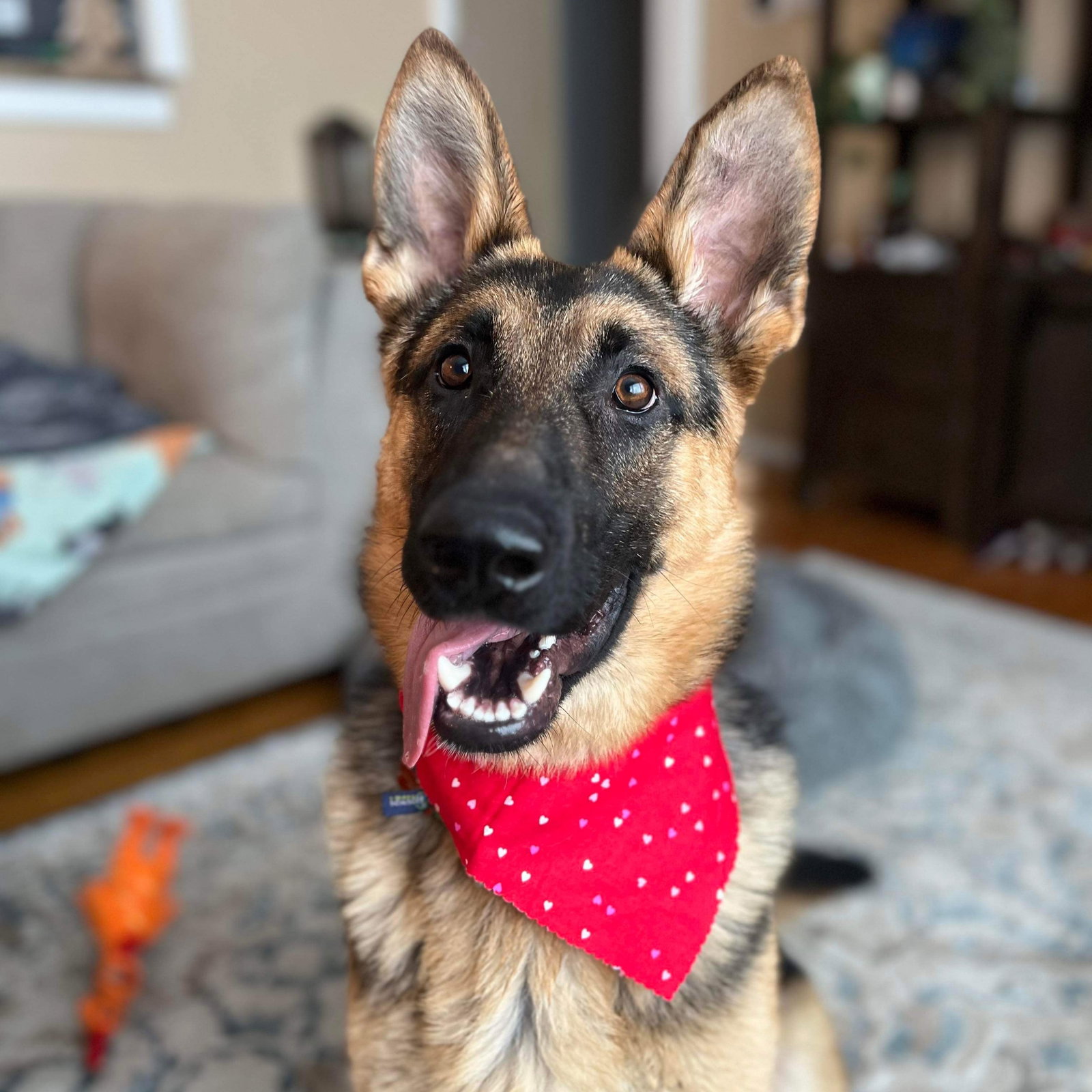 Dog for Adoption - Dakota Heart, a German Shepherd Dog in Clay County ...