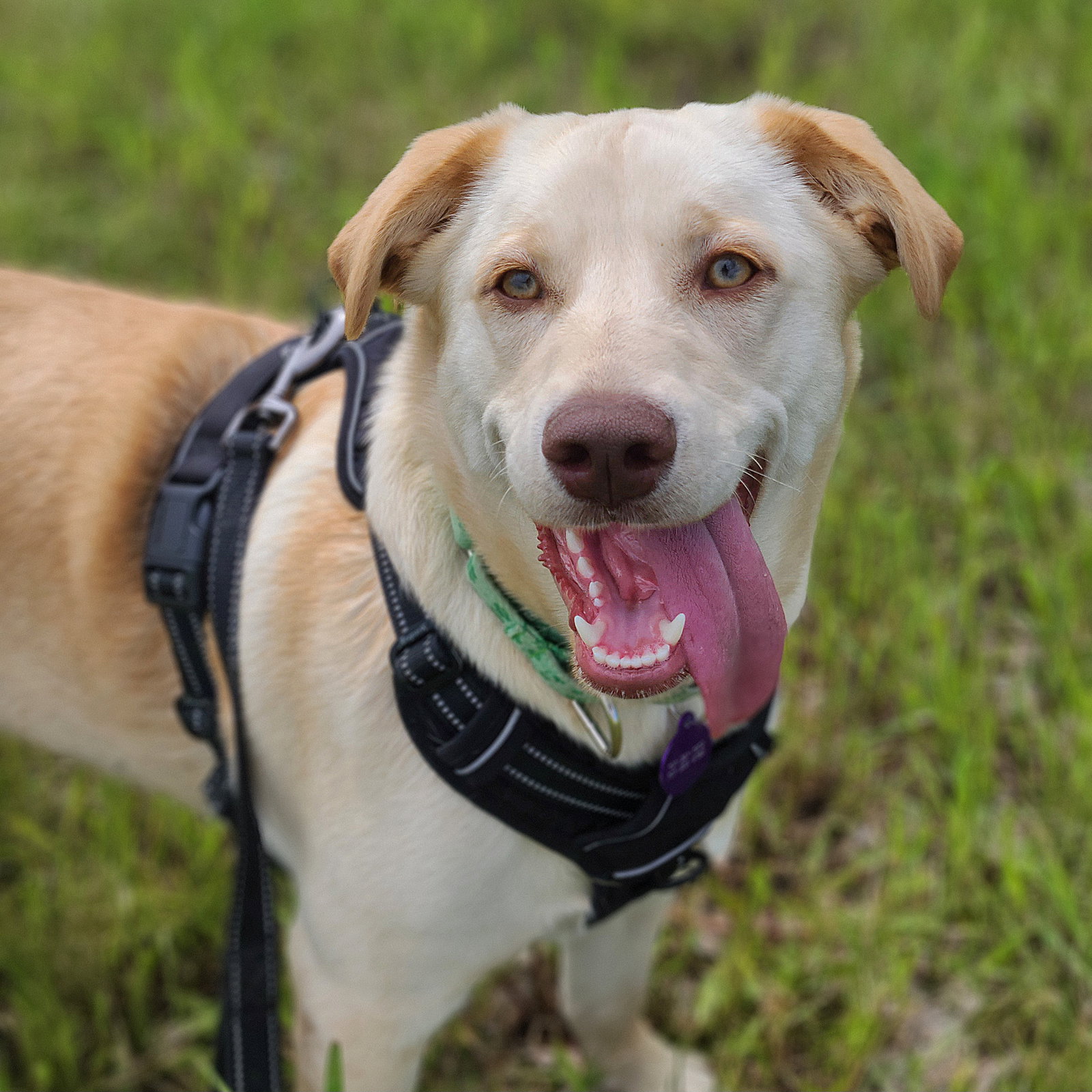 Dog for Adoption - Hibiscus, a Labrador Retriever in Detroit Lakes, MN ...