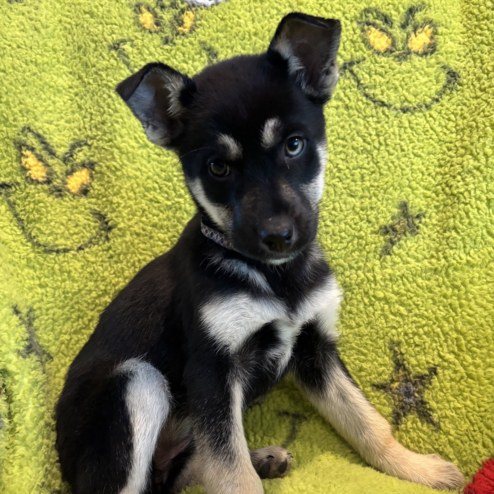 WeRescue - Adopt Buzzball: Shepherd in Fargo, ND