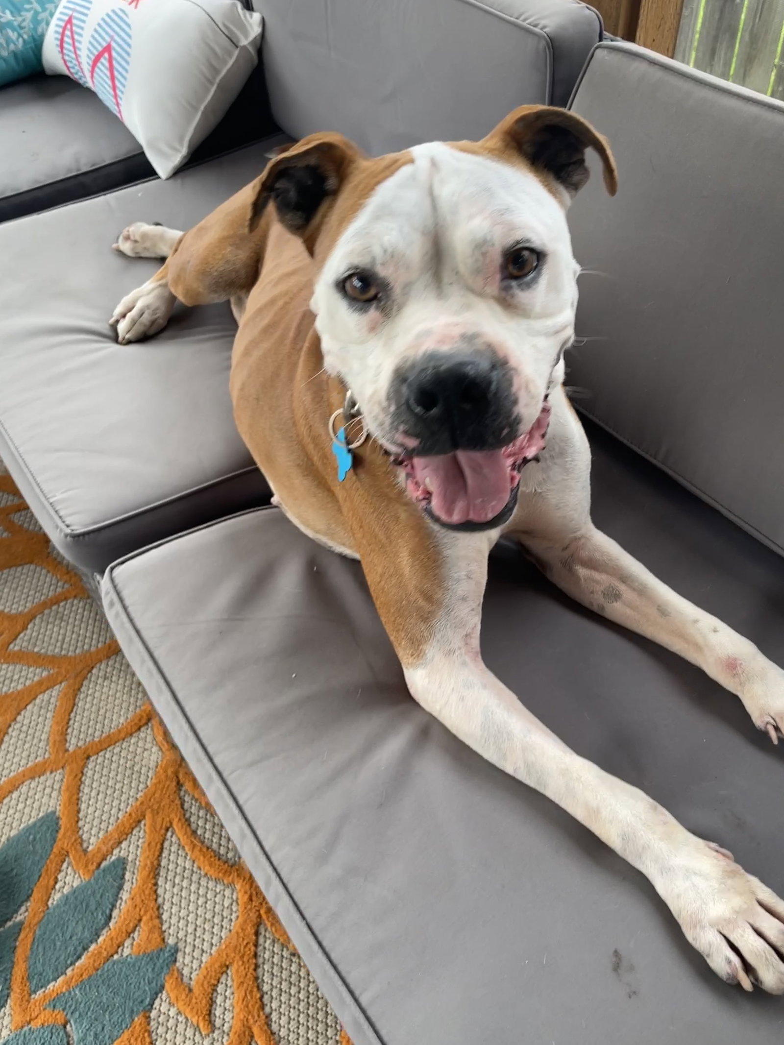 Dog for Adoption - Leroy, a Boxer in Columbus, OH | Alpha Paw