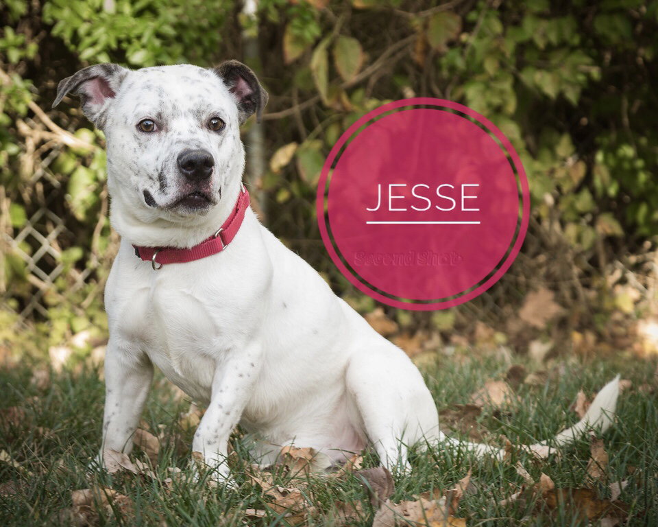 Dog for Adoption - Jesse, a Basset Hound in Reynoldsburg, OH | Alpha Paw
