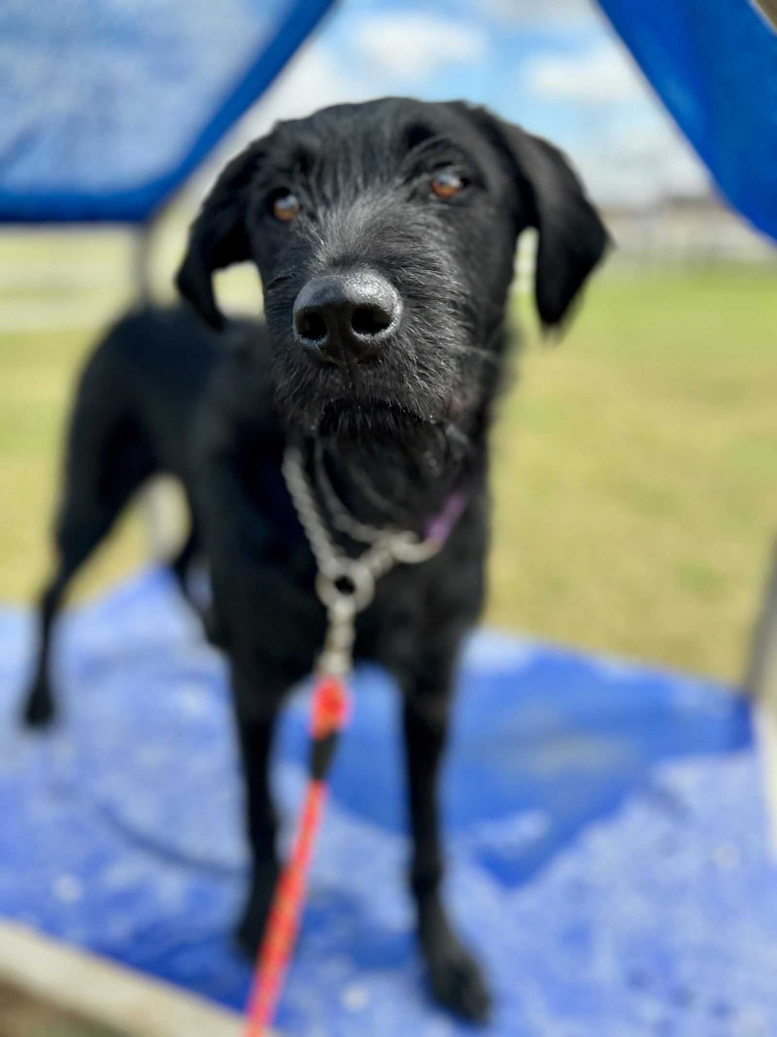 Dog for Adoption - Wilma, a Giant Schnauzer in Wright Patterson Afb, OH ...