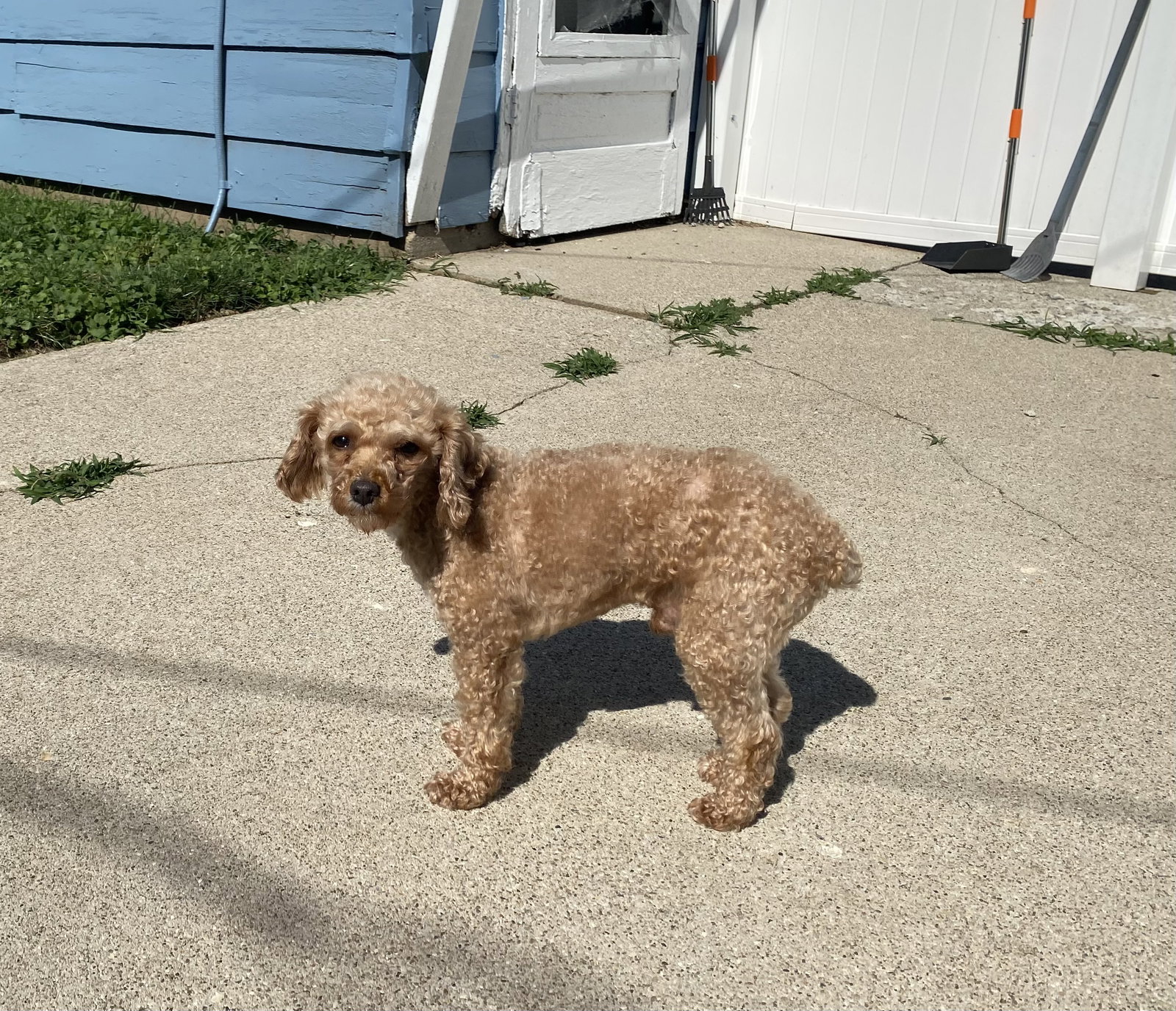 Dog for Adoption - Kevin, a Poodle (Toy) in Columbus, OH | Alpha Paw