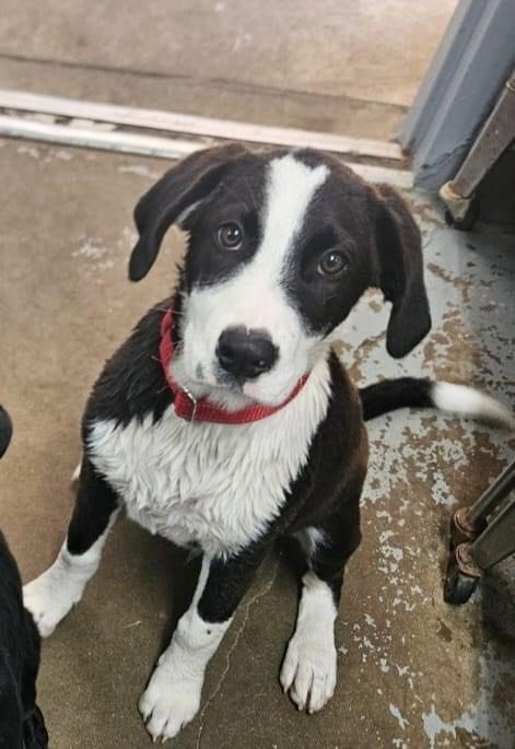 Dog for Adoption - Mario, a Labrador Retriever in Sunbury, OH | Alpha Paw