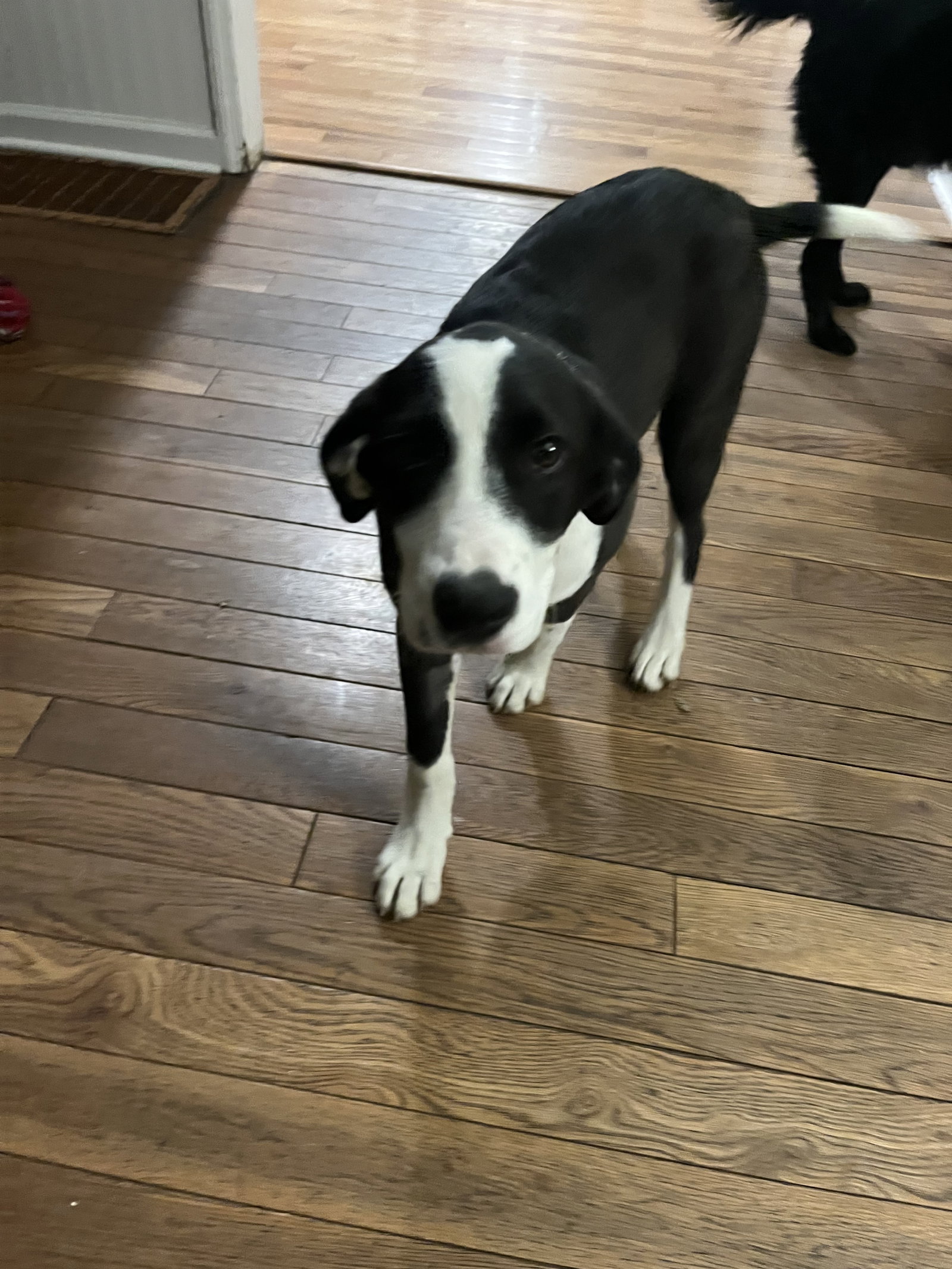 Dog for Adoption - Mario, a Labrador Retriever in Sunbury, OH | Alpha Paw