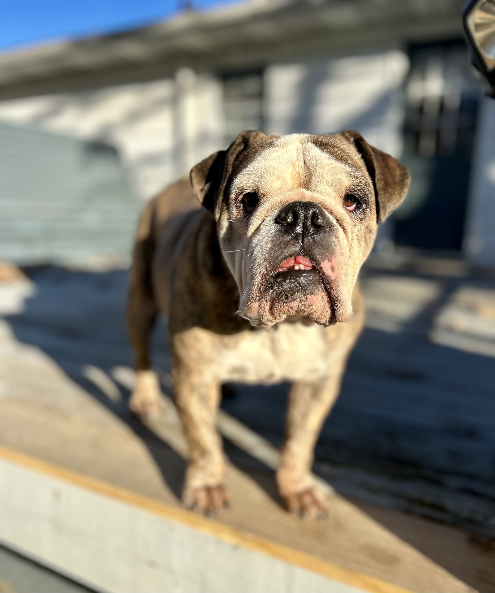 Dog for Adoption - Maize, a English Bulldog in Lancaster, OH | Alpha Paw