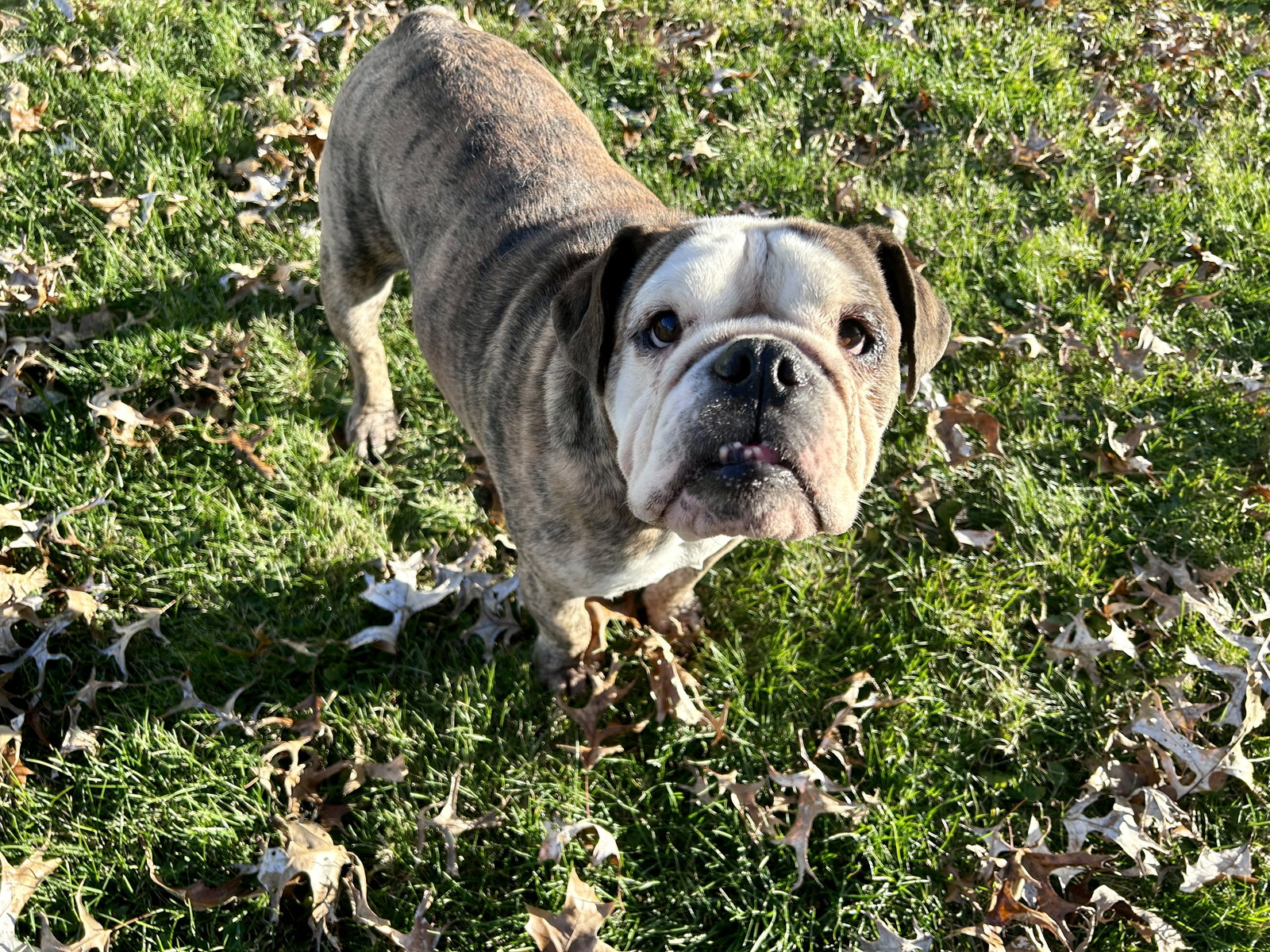 Dog for Adoption - Maize, a English Bulldog in Lancaster, OH | Alpha Paw