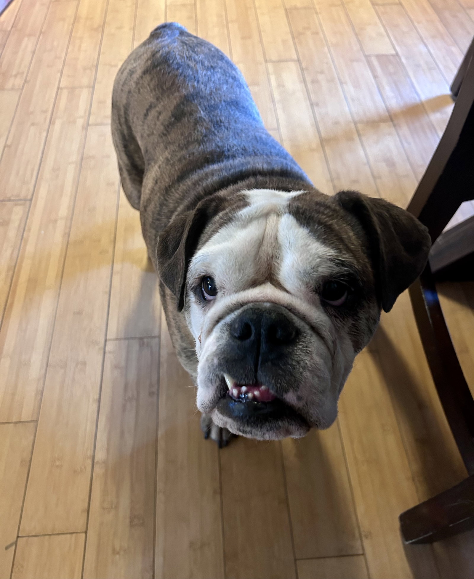 Dog for Adoption - Maize, a English Bulldog in Lancaster, OH | Alpha Paw