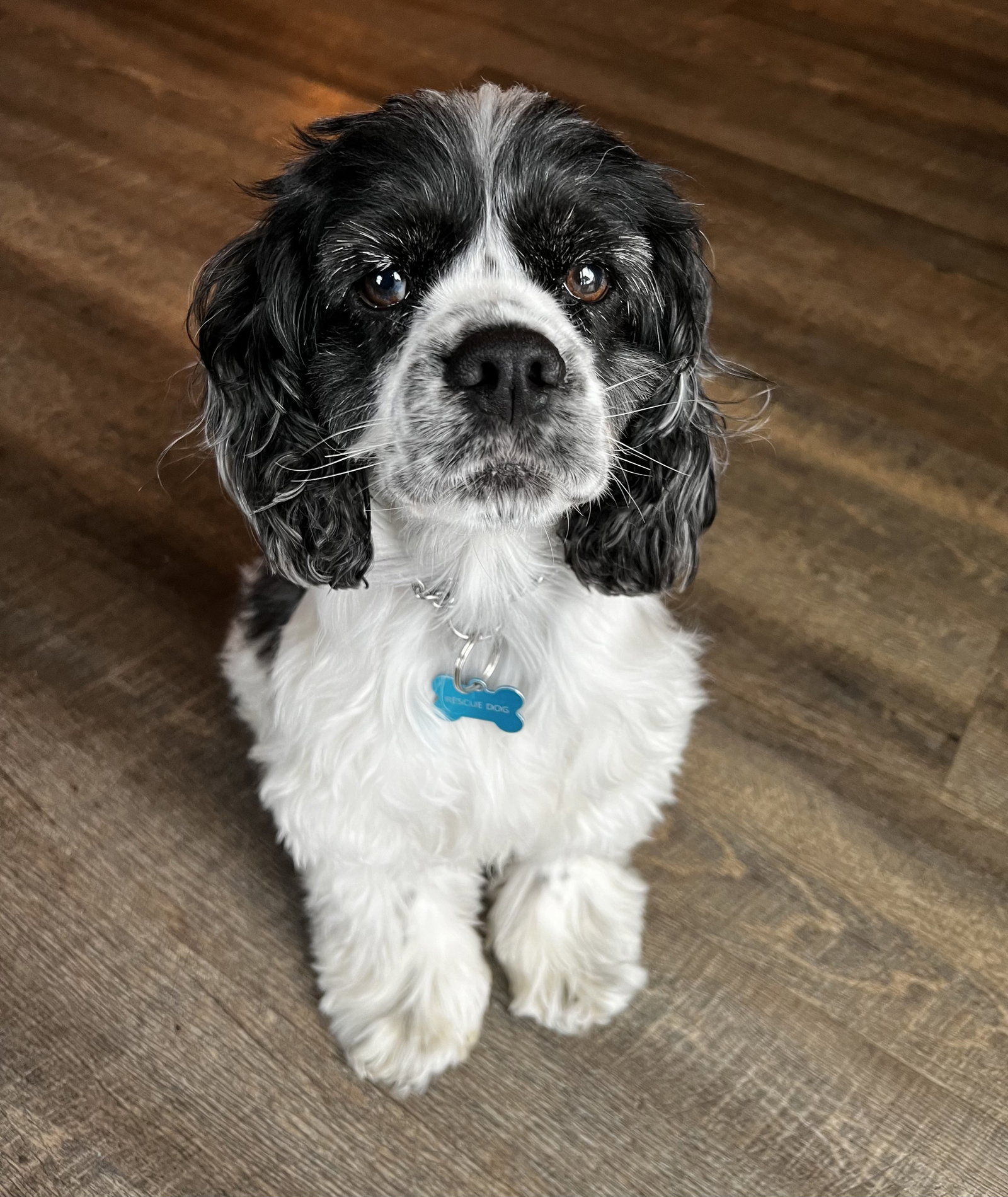 Dog for Adoption - Penelope, a Cocker Spaniel in Ashville, OH | Alpha Paw